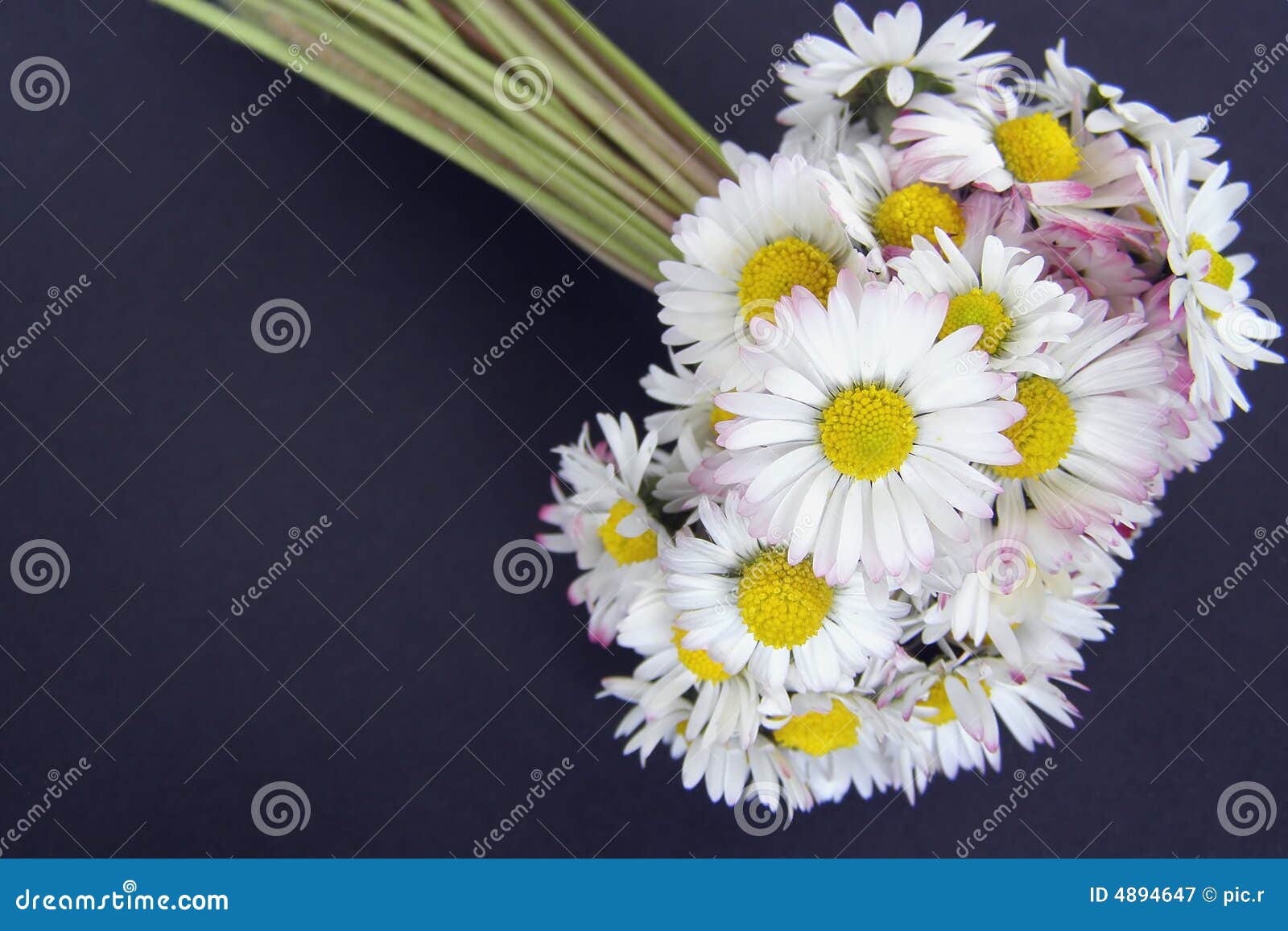 Daisy flowers bouquet stock image. Image of petals, daisy - 4894647