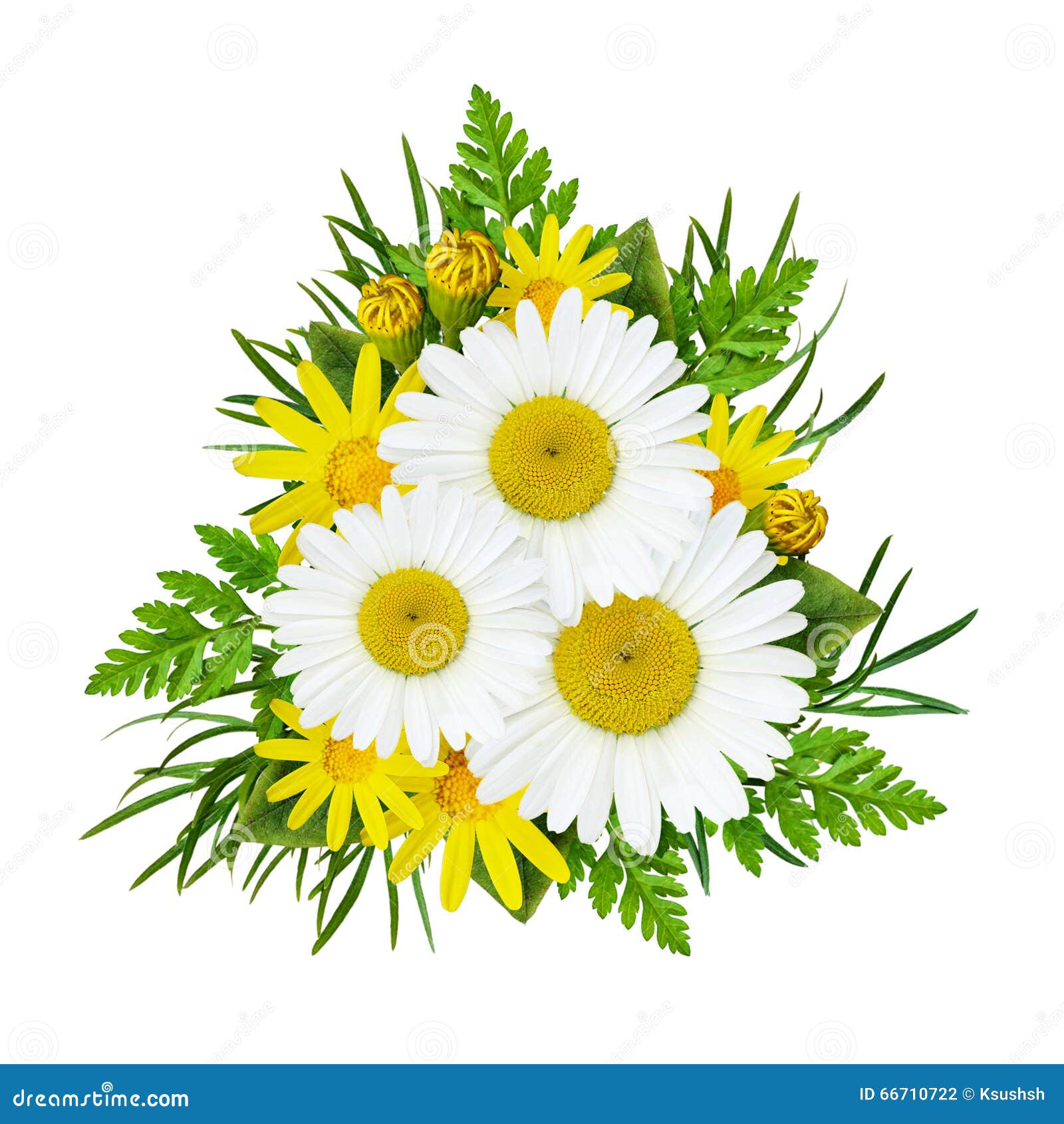 Daisy flowers bouquet stock photo. Image of close, season - 66710722