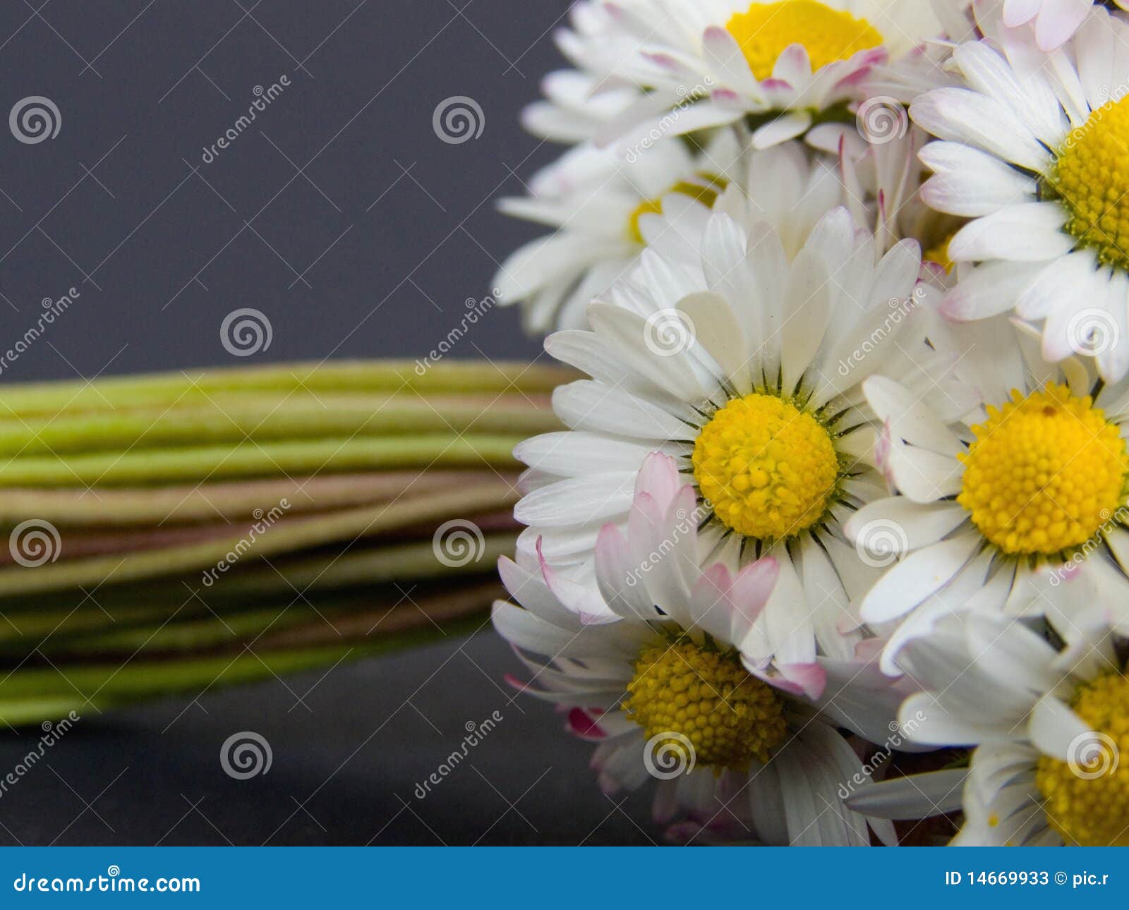Daisy flowers bunch stock image. Image of colorful, daisies - 14669933