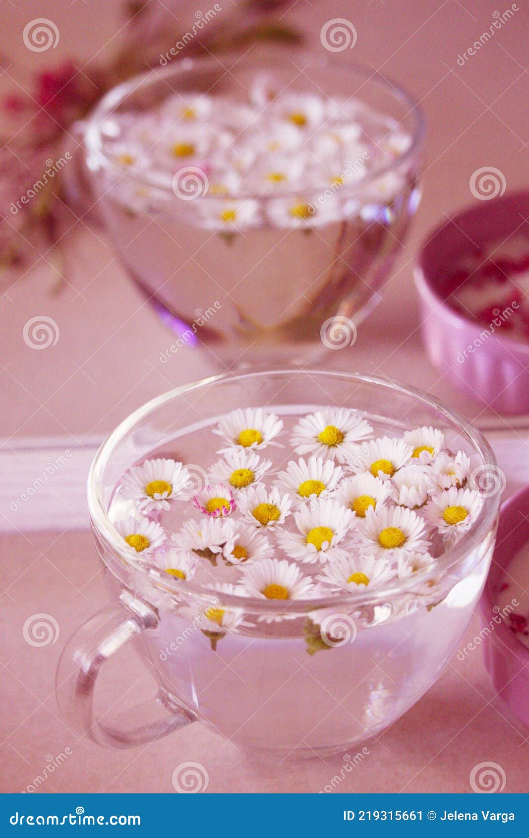 Daisy flowers stock image. Image of spring, fresh, daisy - 219315661