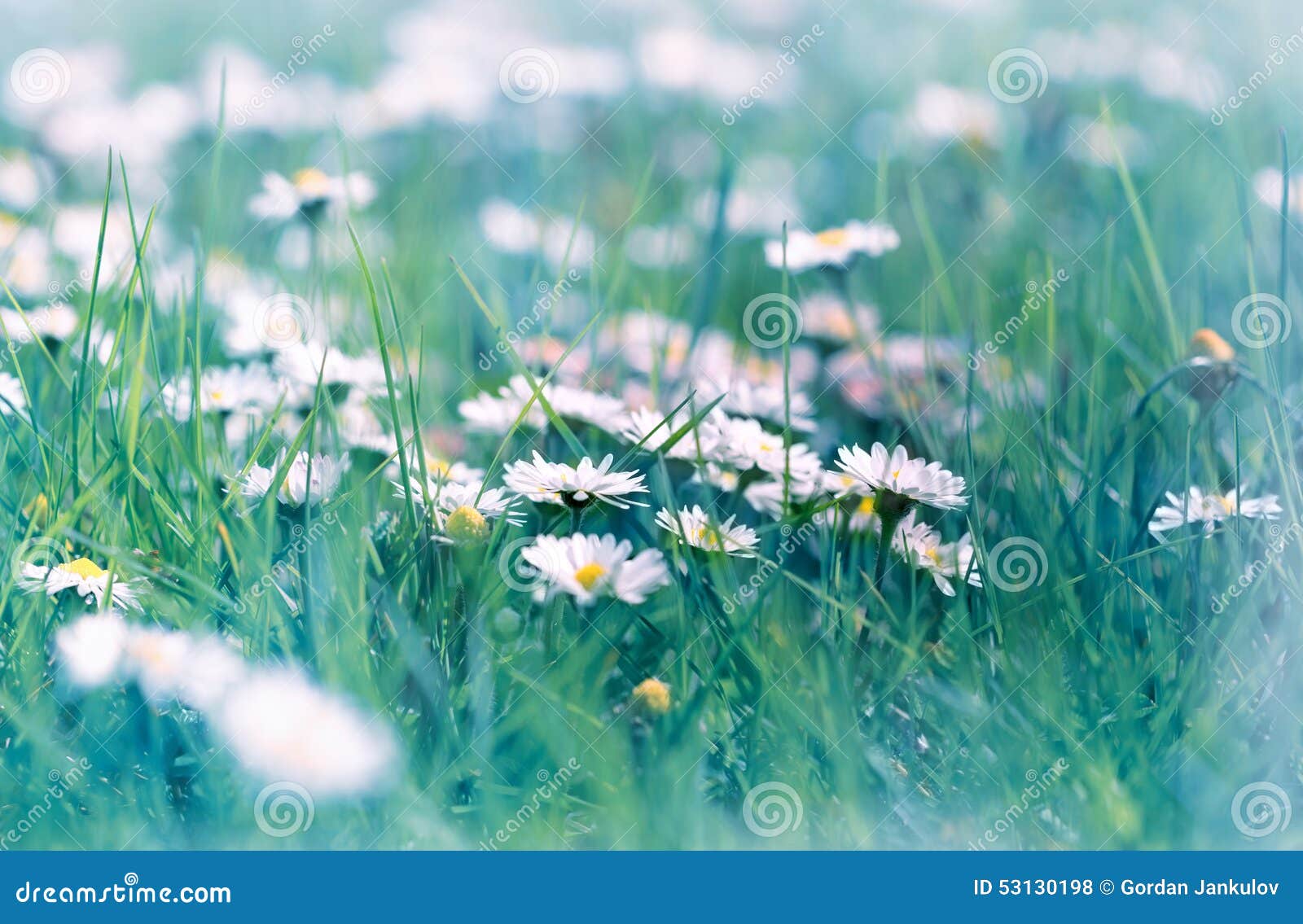 Daisy Flowers in Early Spring Stock Photo - Image of flower, daisy ...