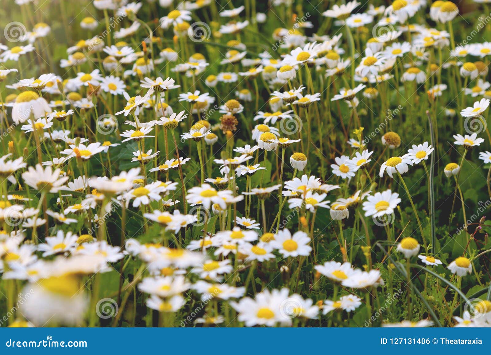 Daisy flowers field. stock photo. Image of landscape - 127131406