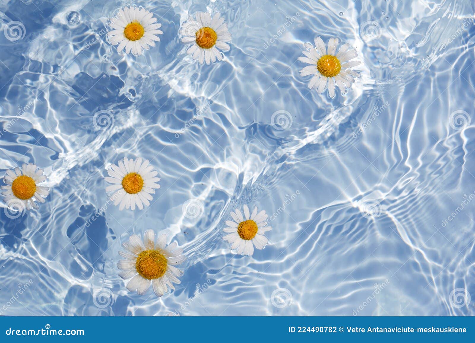 Daisy Flowers Floating on Water. Sun and Shadows. Minimal Nature ...