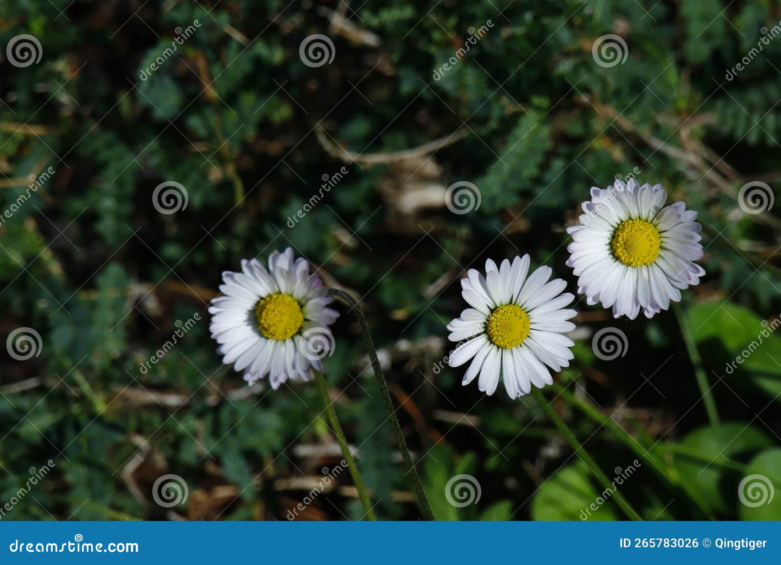 Daisy Flowers in the Forest. White Flower Stock Photo - Image of white ...
