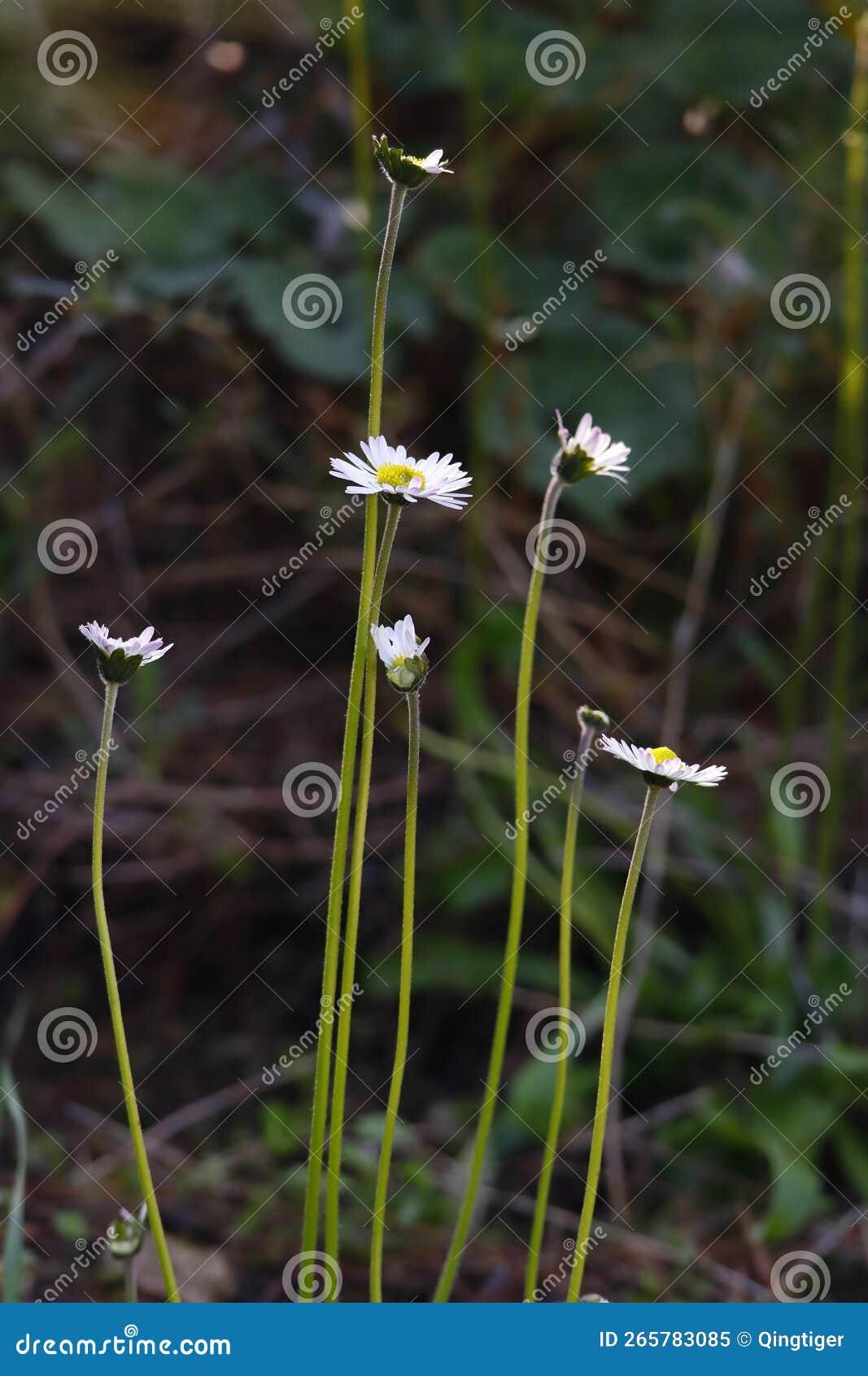 Daisy Flowers in the Forest. White Flower Stock Image - Image of forest ...