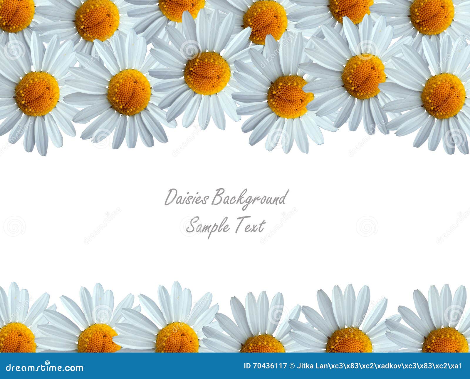 Daisy flowers frame stock illustration. Illustration of flower - 70436117