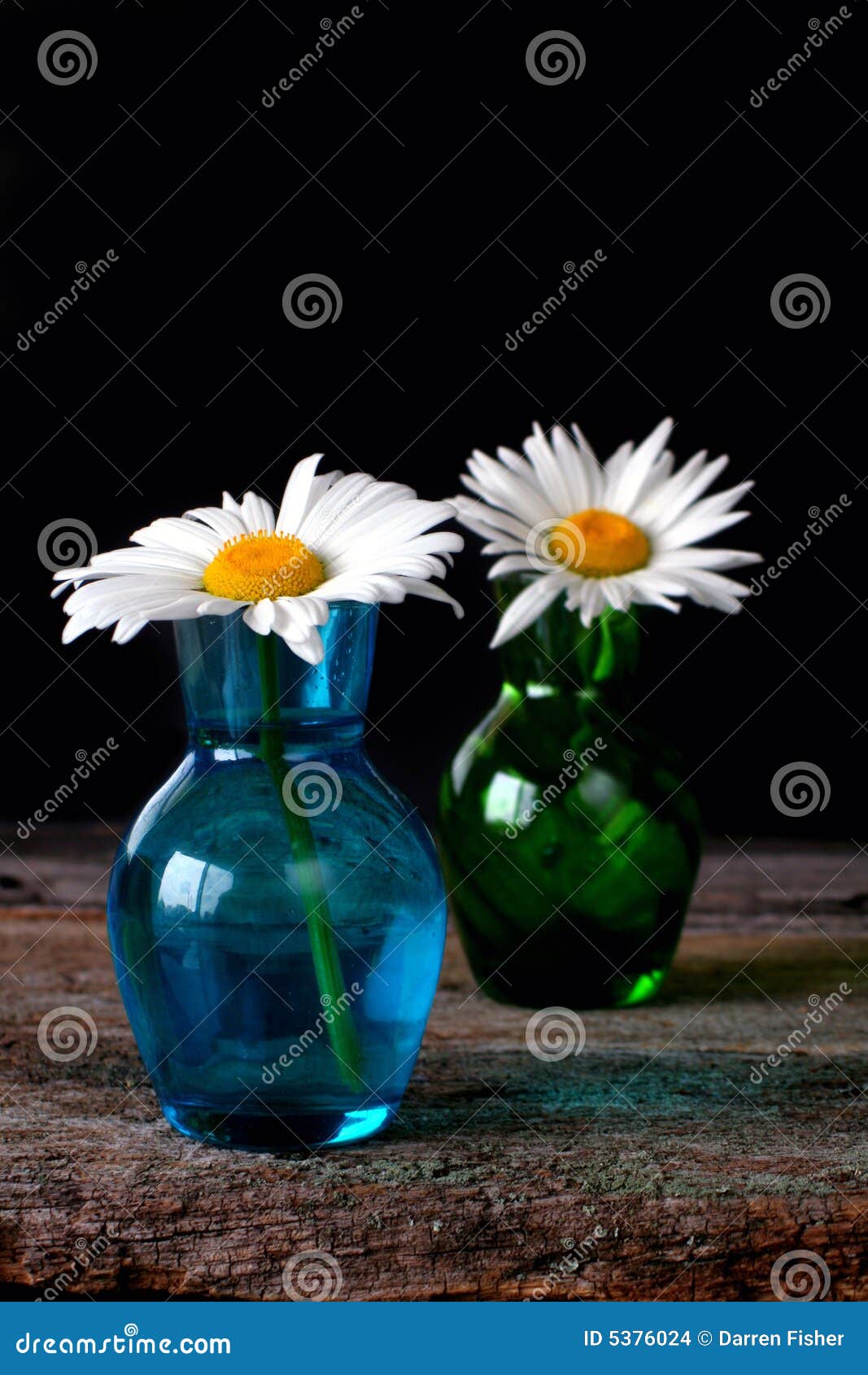 Daisy Flowers in Glass Vases Stock Photo - Image of blooms, daisy: 5376024