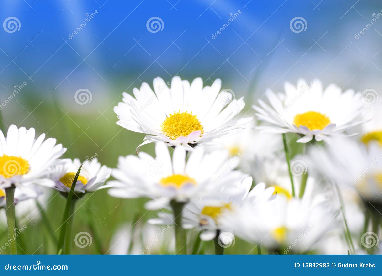 Daisy flowers group stock image. Image of daisy, summer - 13832983