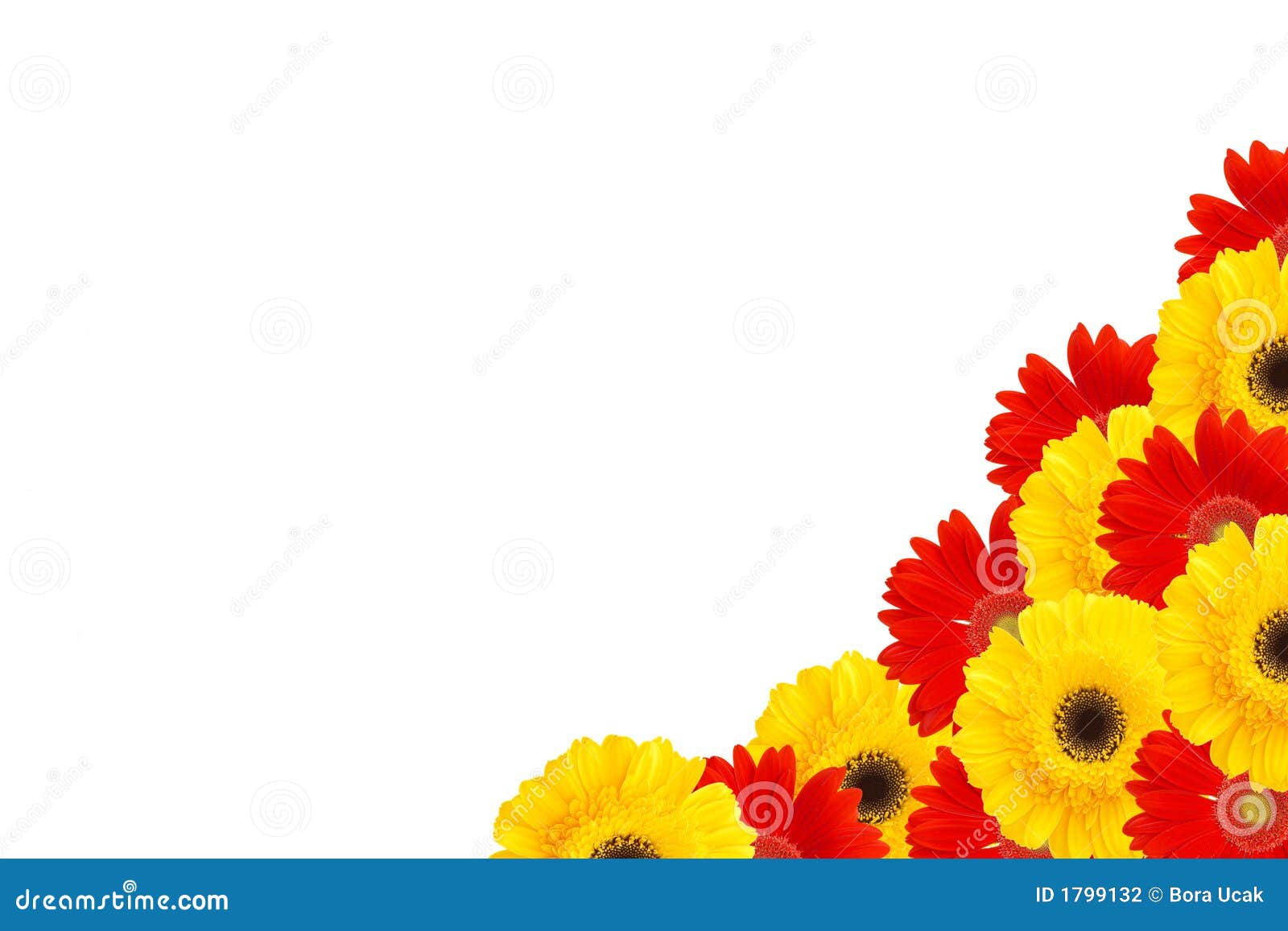 Daisy flowers half frame stock photo. Image of blooming - 1799132