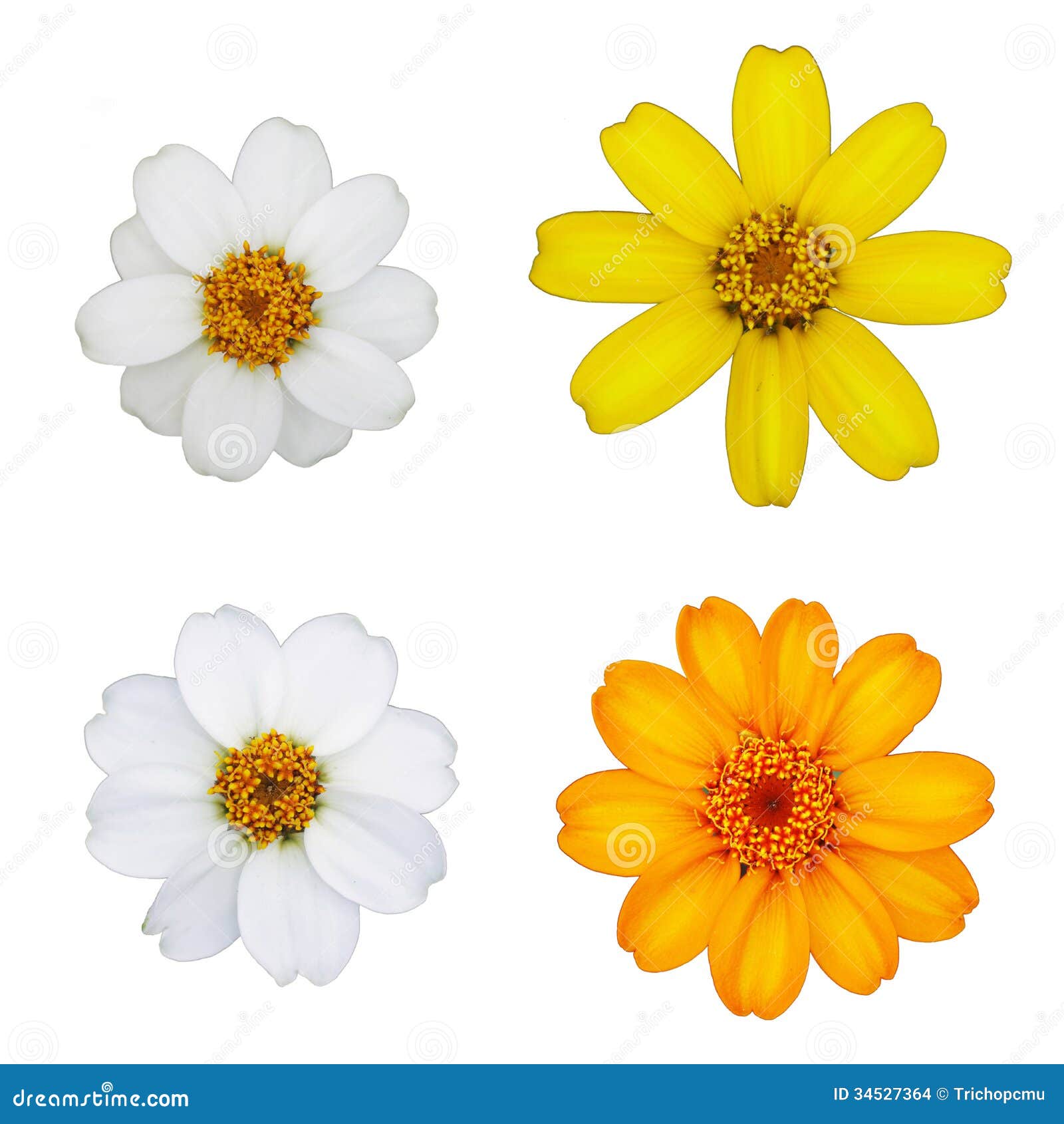 Daisy flowers isolation stock photo. Image of wild, biology - 34527364
