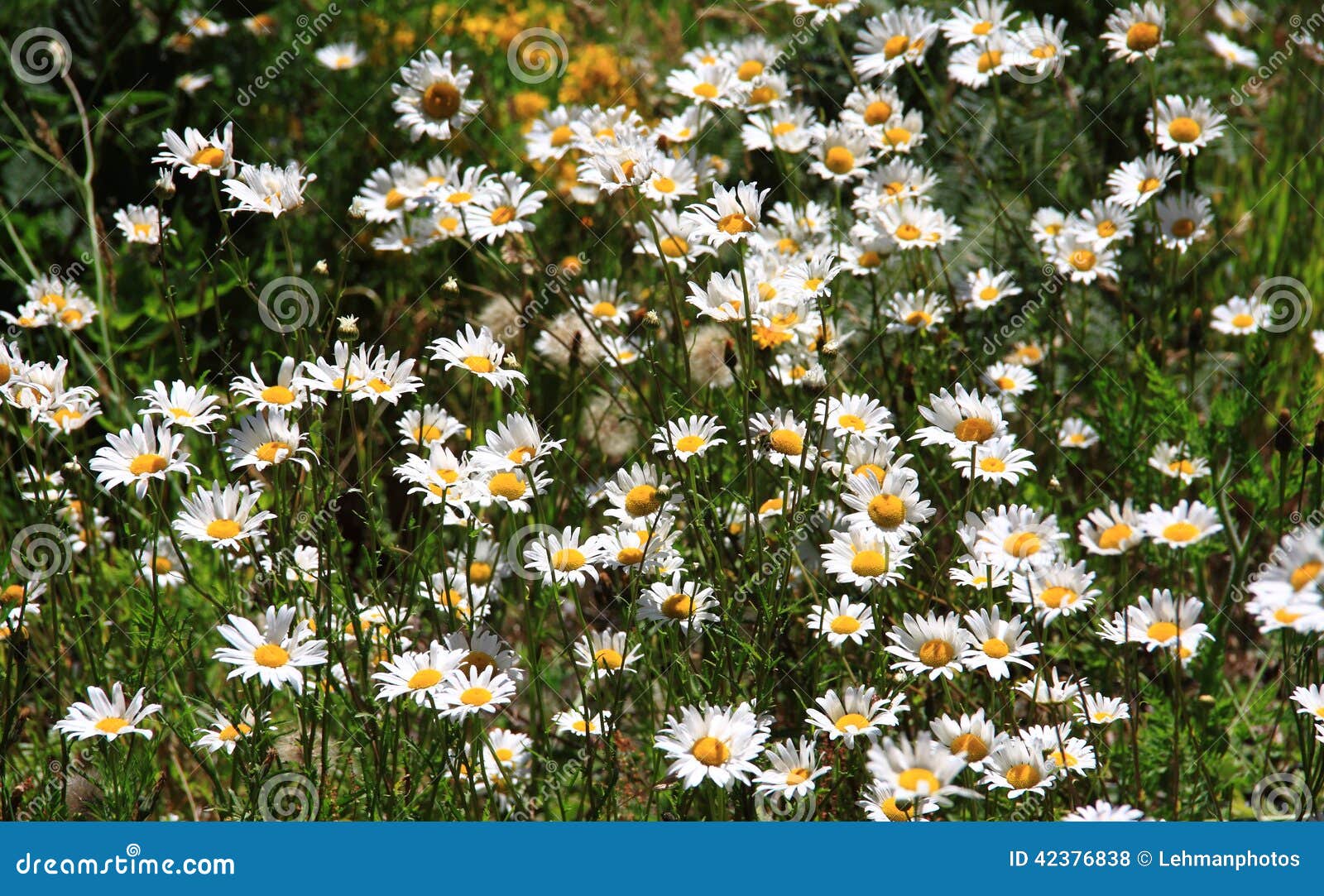 Daisy Flowers Meadow foto de archivo. Imagen de ciervo - 42376838