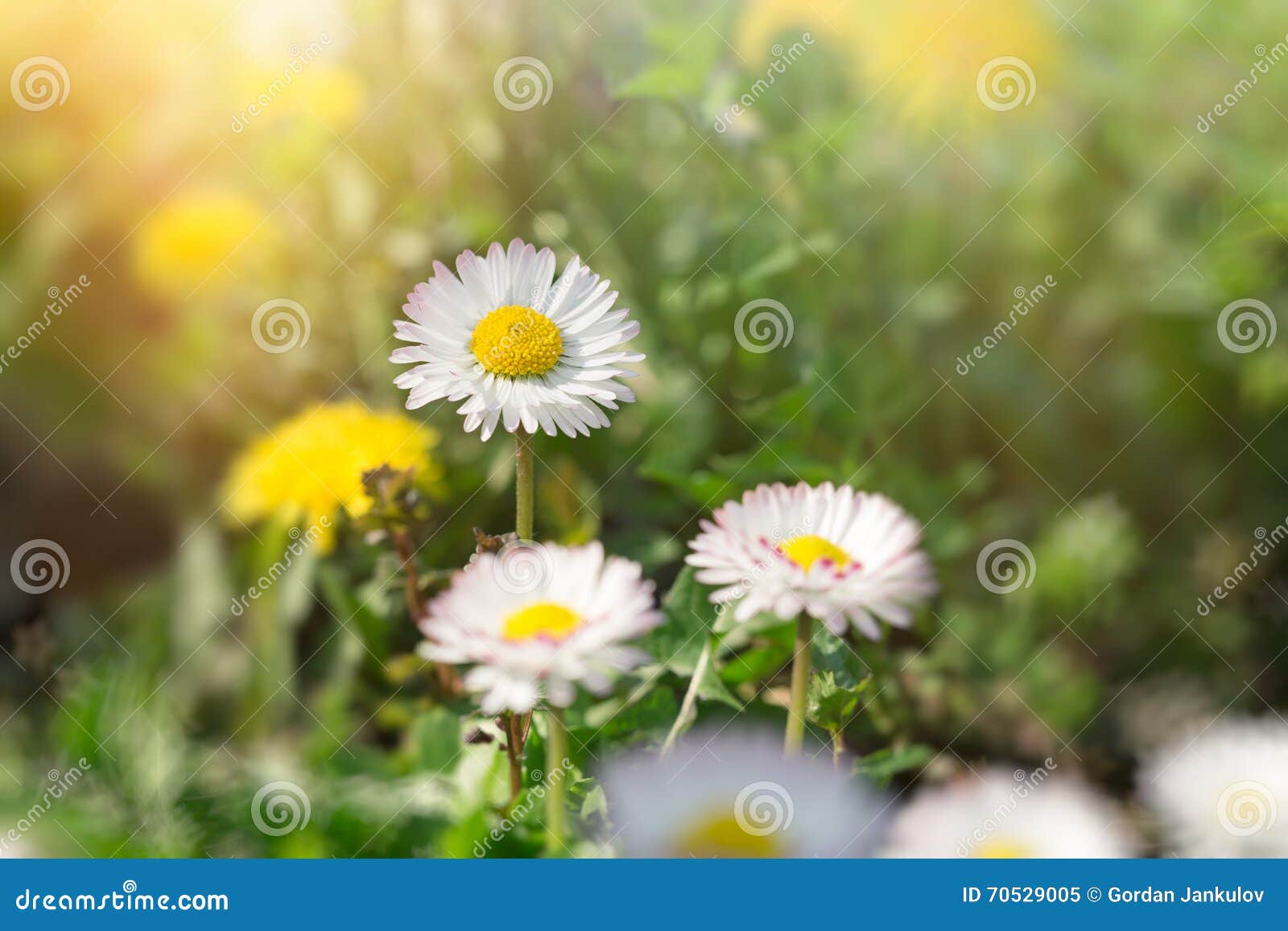 Daisy Flowers in Meadow - Beautiful Spring Stock Image - Image of ...