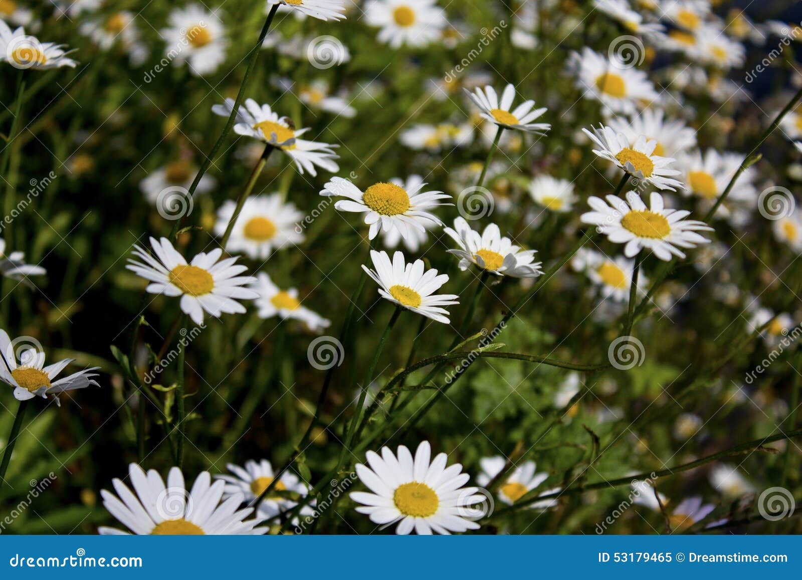 Daisy flowers in a meadow stock image. Image of bright - 53179465