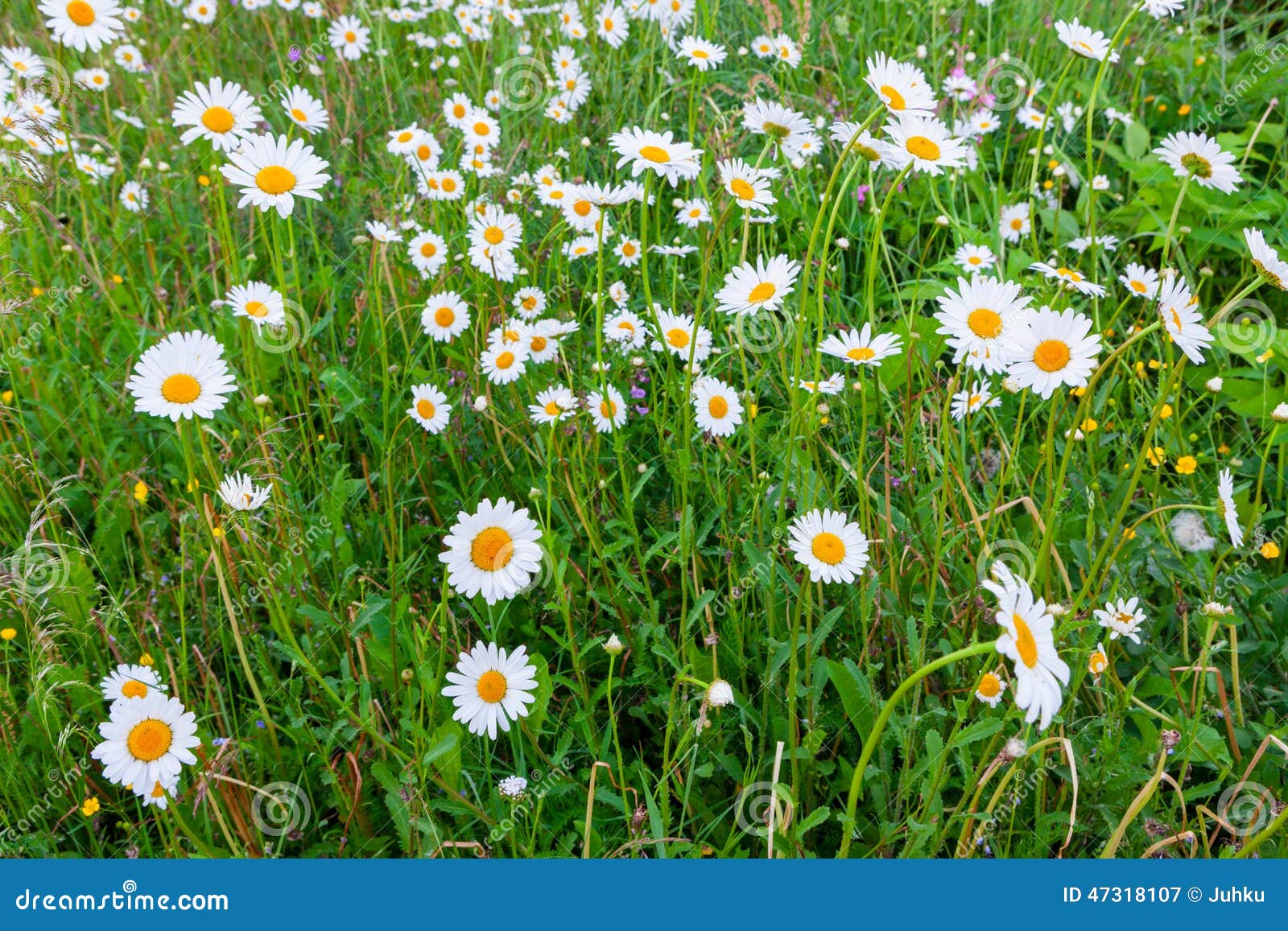 Daisy flowers in meadow stock image. Image of flora, grass - 47318107