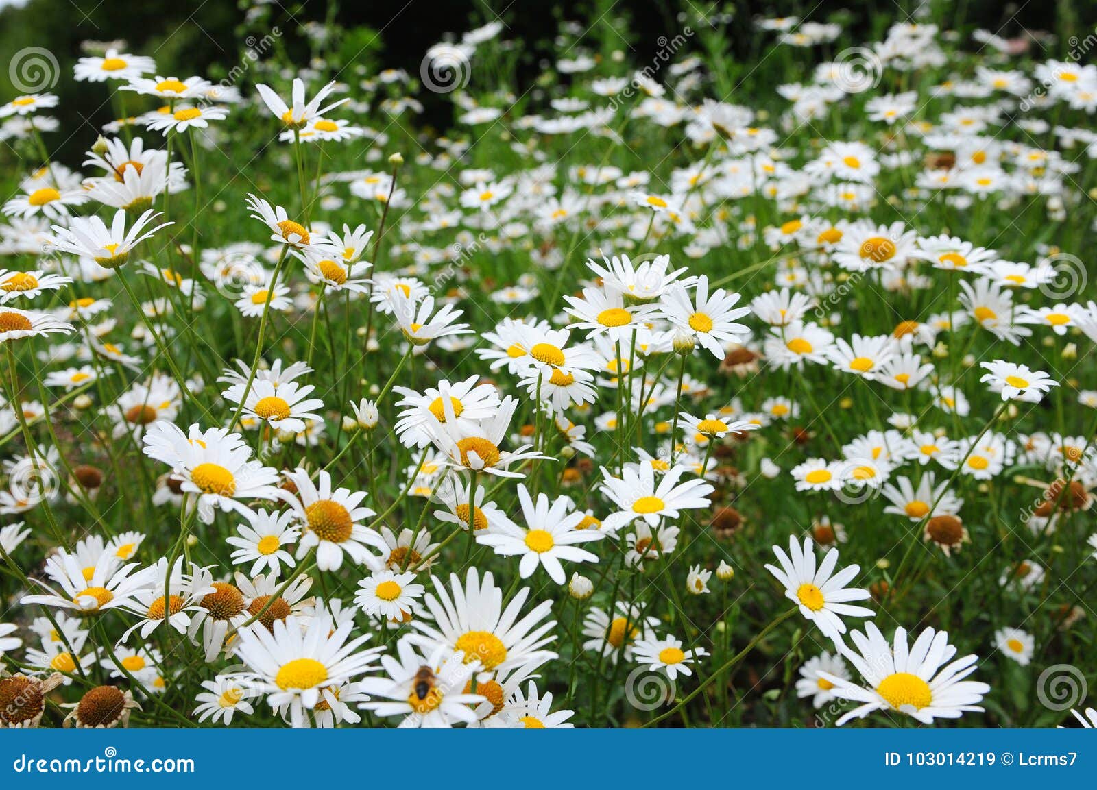 Daisy flowers on a meadow stock image. Image of macro - 103014219