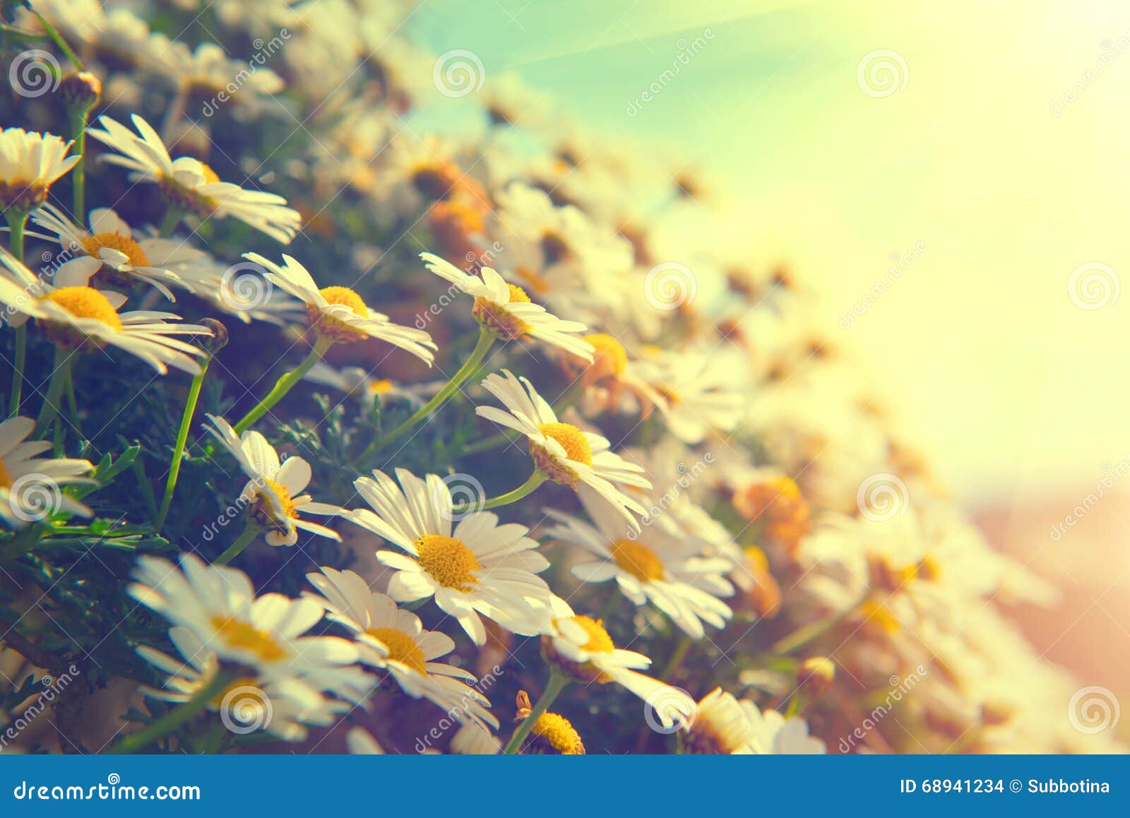 Daisy Flowers. Nature Scene with Blooming Chamomiles Stock Photo ...