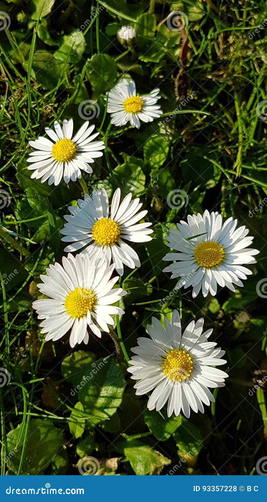 Daisy stock photo. Image of normal, flowers, pretty, cute - 93357228