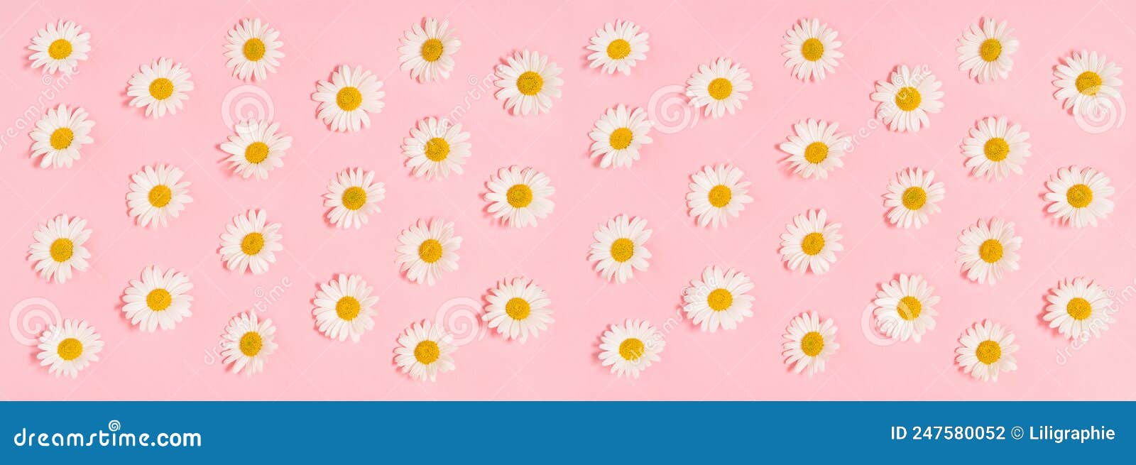 Daisy Flowers Pink Background. Floral Banner Stock Photo - Image of ...