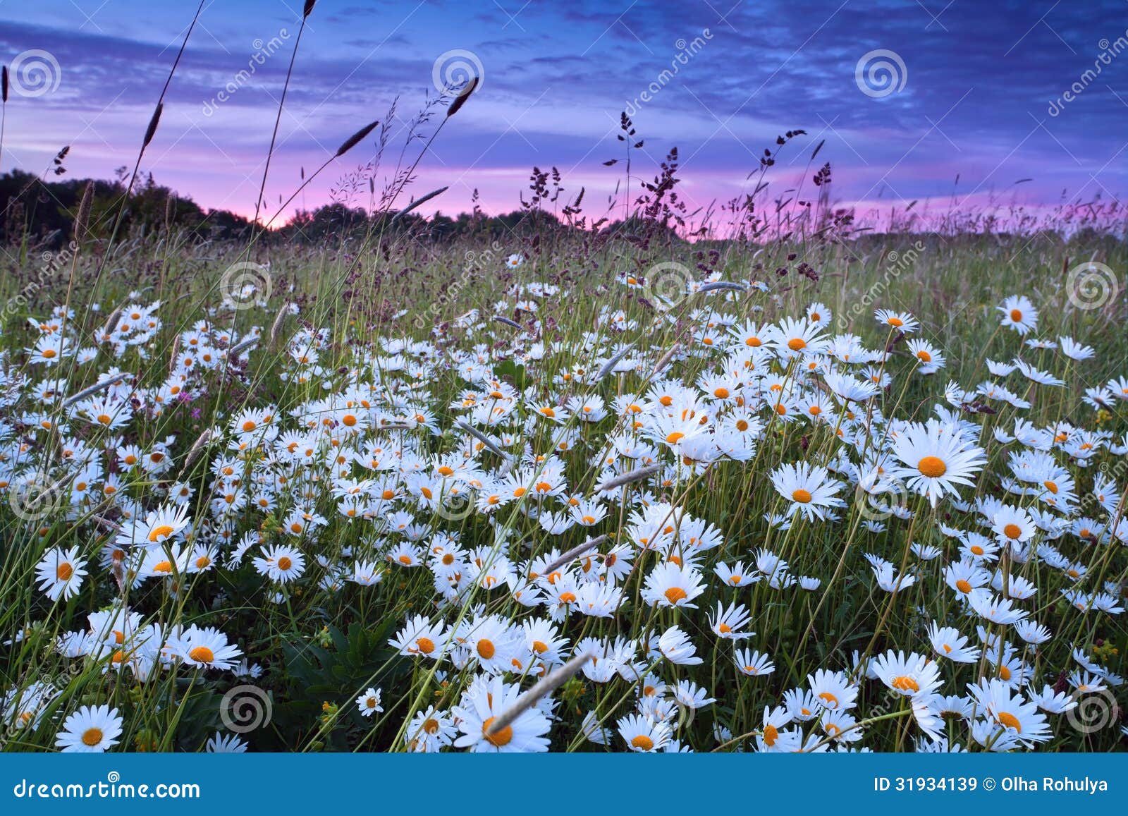 Daisy Flowers at Pink Sunset Stock Image - Image of flowering ...
