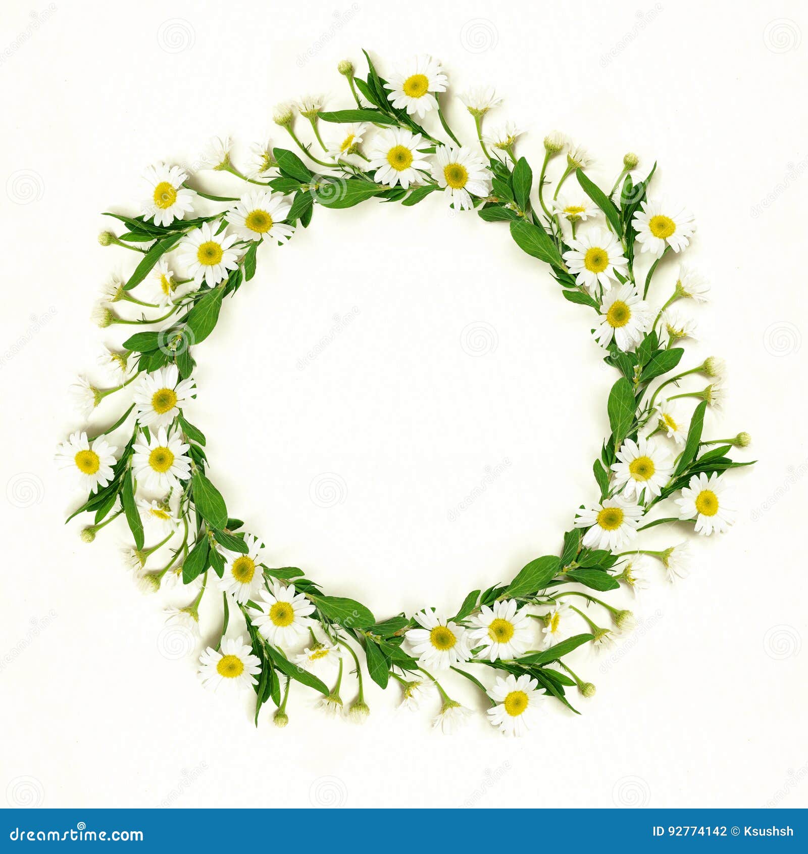 Daisy flowers round frame stock photo. Image of green - 92774142