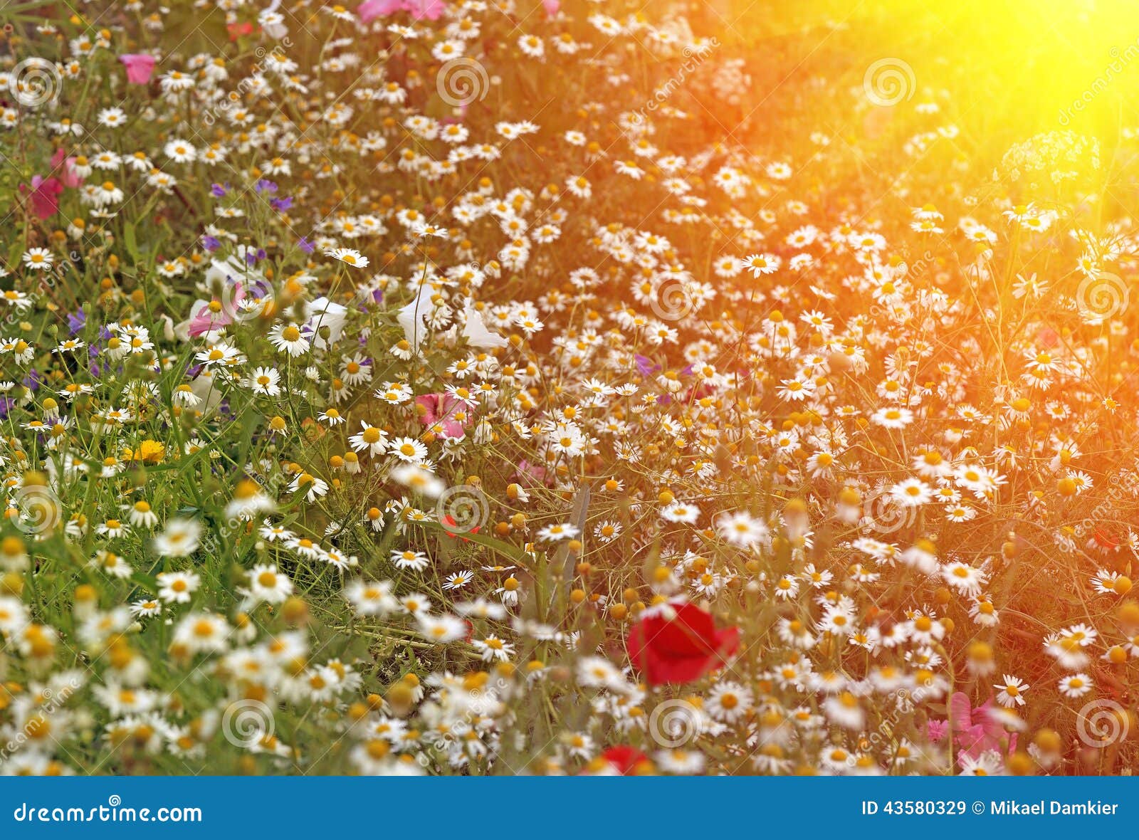Daisy Flowers in Spring at Dusk Stock Image - Image of flower, meadow ...
