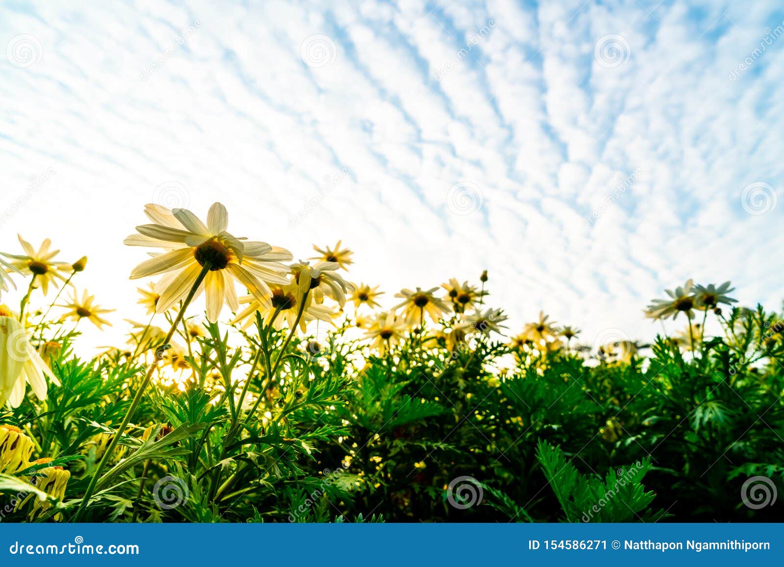 Daisy Flowers with Sunrise Sky Stock Image - Image of beauty, daisy ...