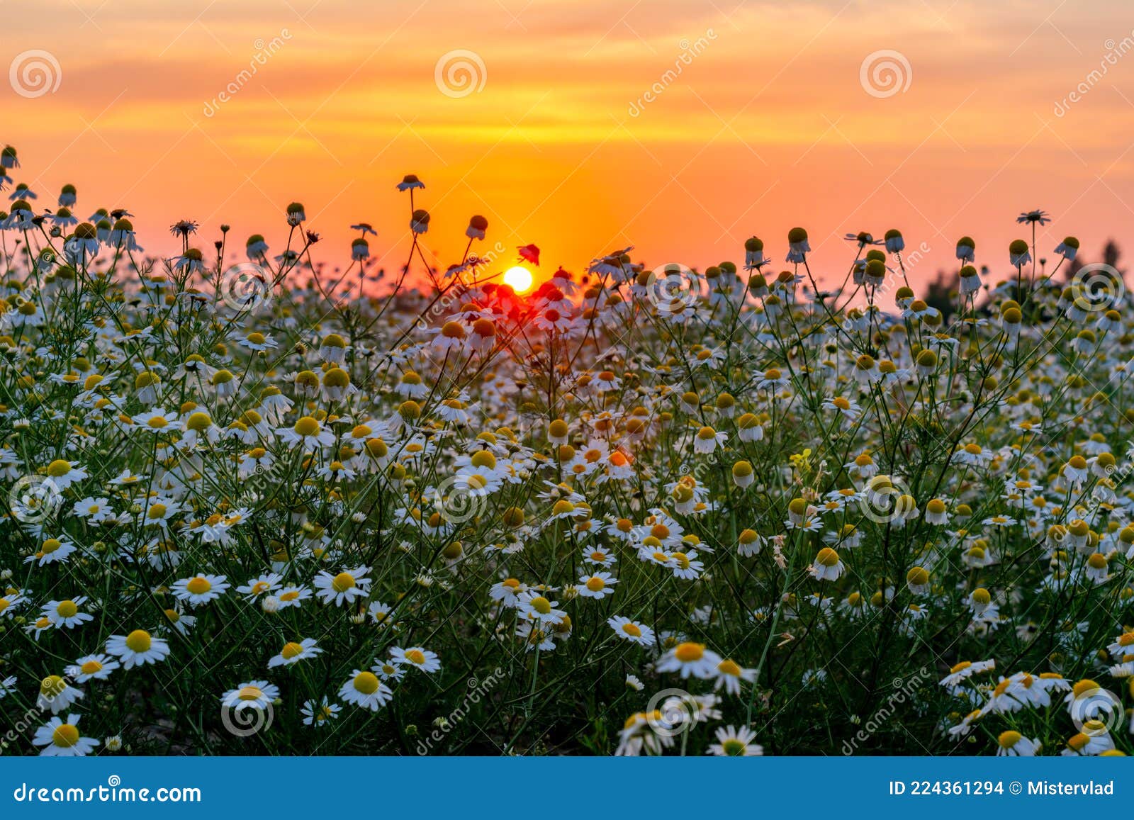 Daisy Flowers at Sunset in Summer Stock Photo - Image of dandelion ...
