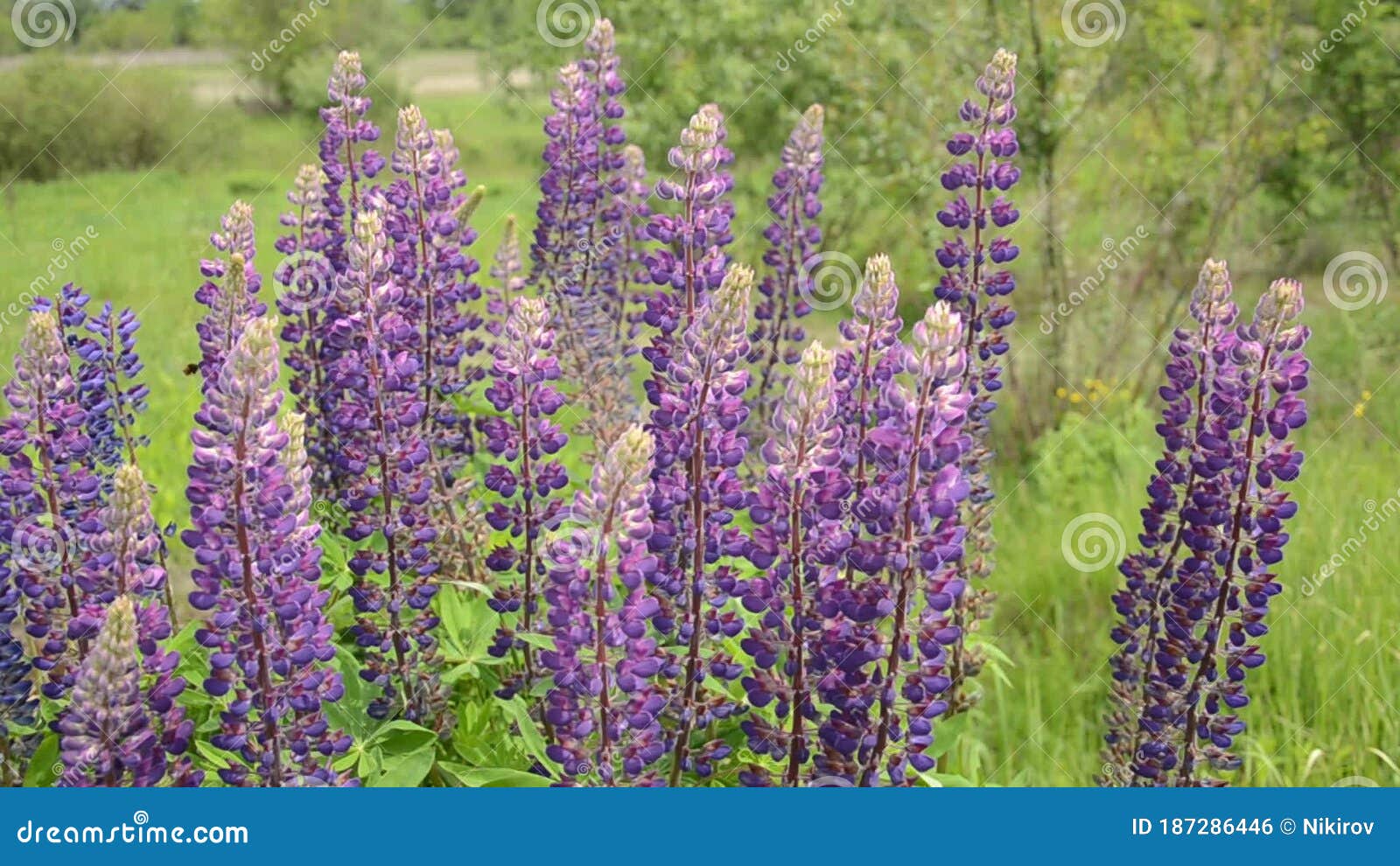 Daisy Flowers Sway in the Wind in a Daisy Field Stock Footage - Video ...