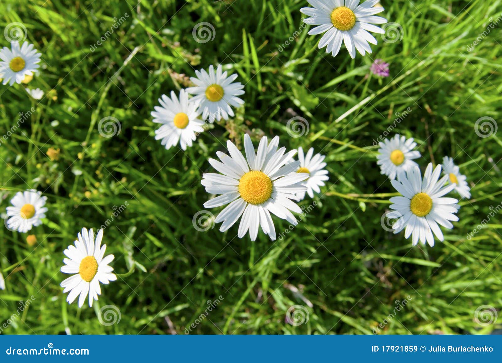 Daisy Flowers Taken from Above Stock Image - Image of aroma ...