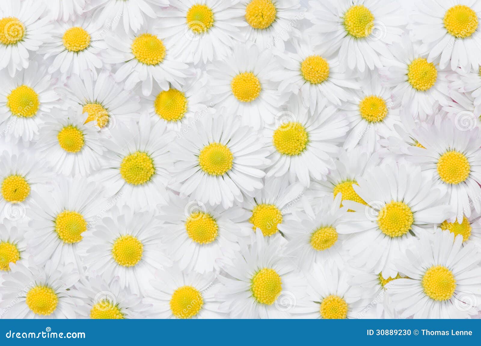 Daisy flowers texture stock photo. Image of garden, yellow - 30889230