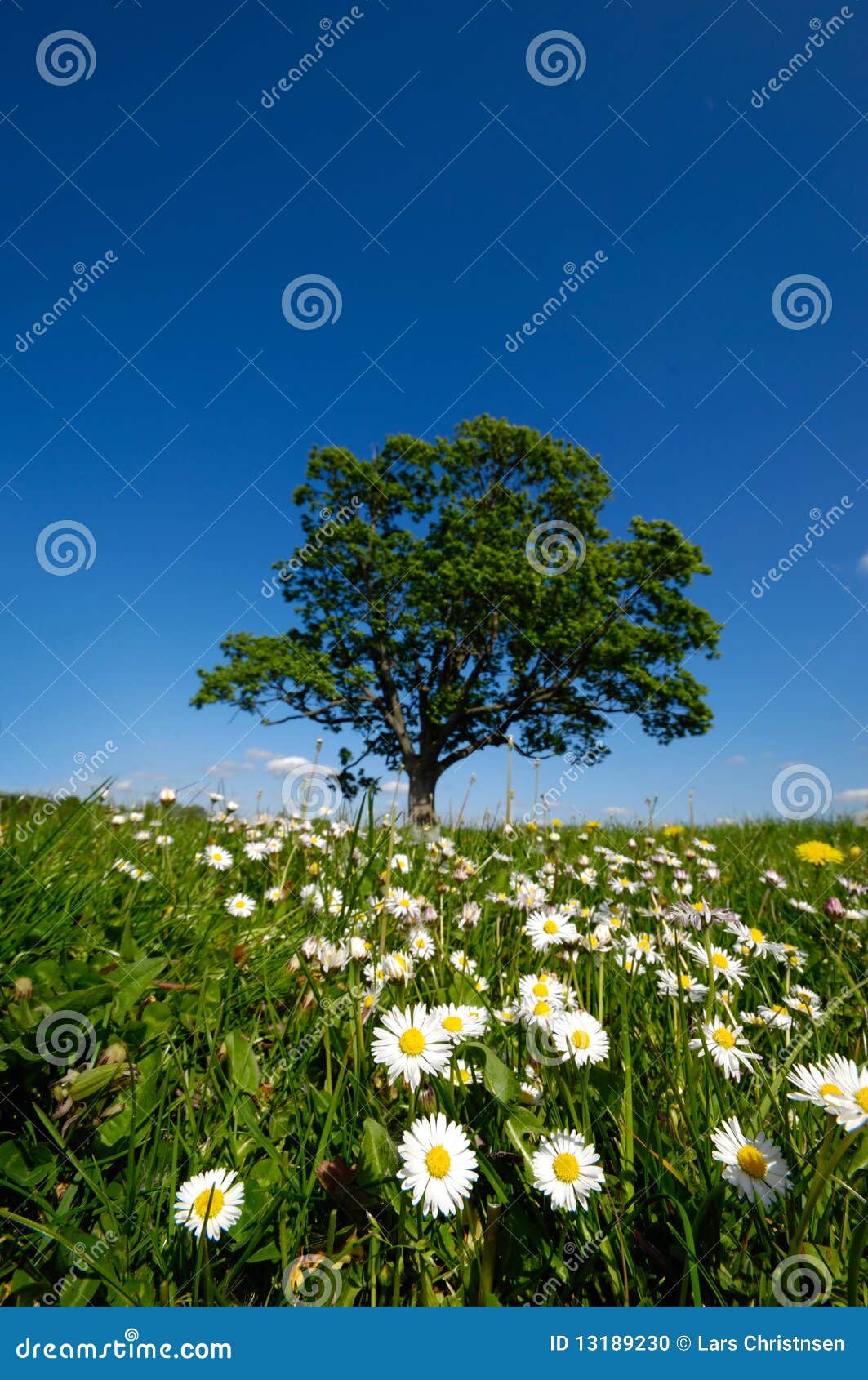Daisy flowers and tree stock photo. Image of blue, fresh - 13189230