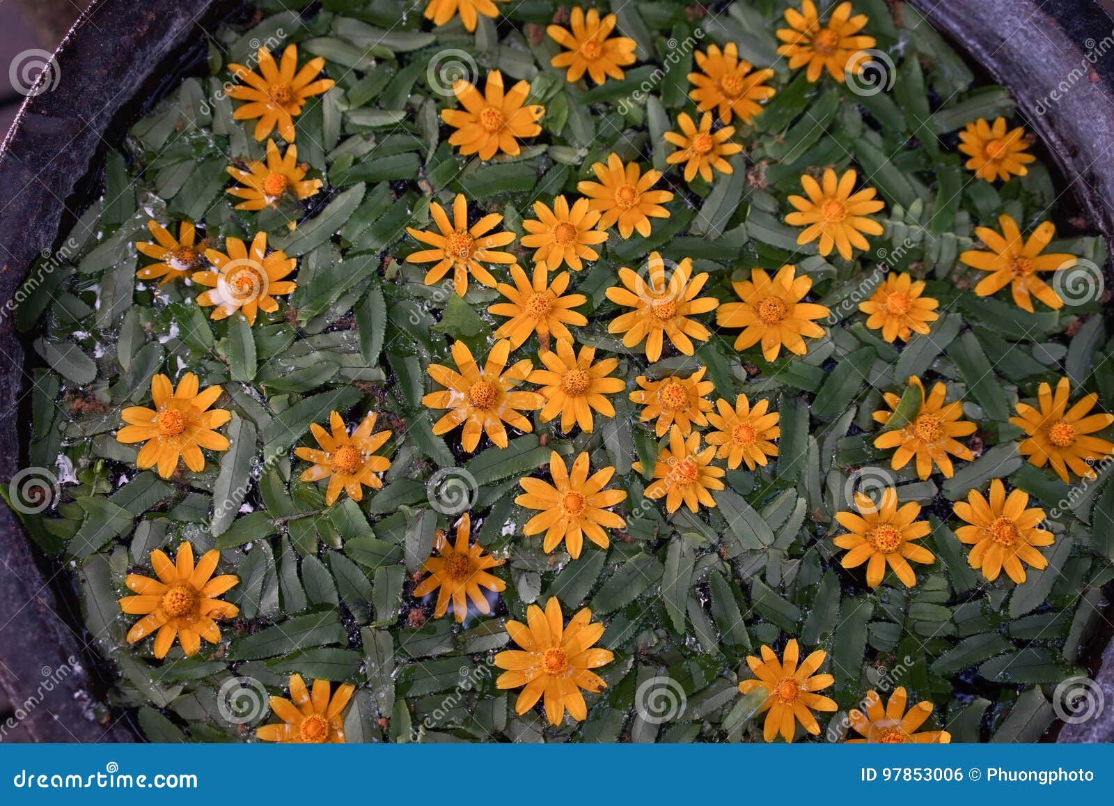 Daisy Flowers on the Water Basin for Decorations Stock Photo - Image of ...