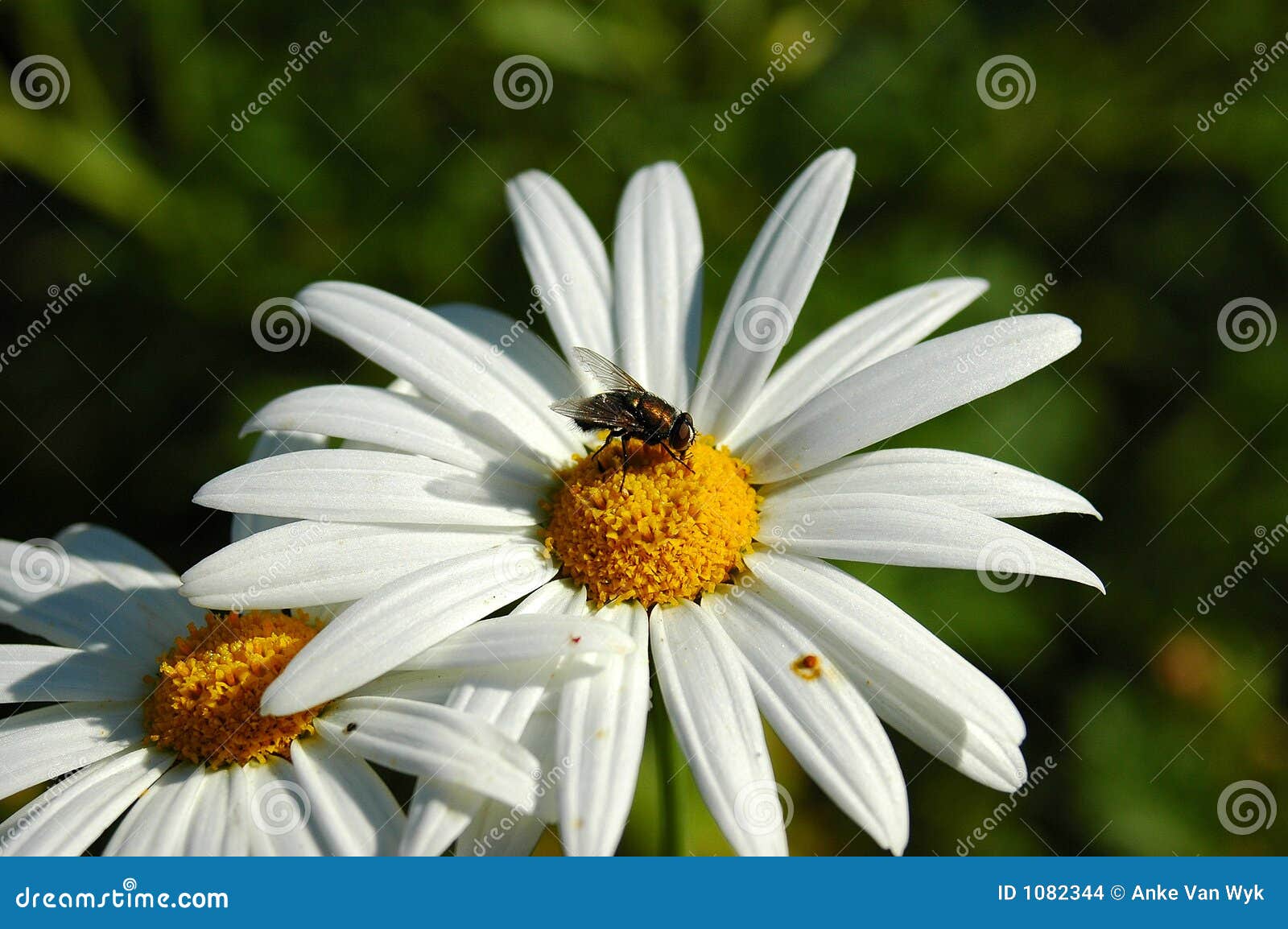 Daisy with fly stock photo. Image of lili, growth, maximum - 1082344
