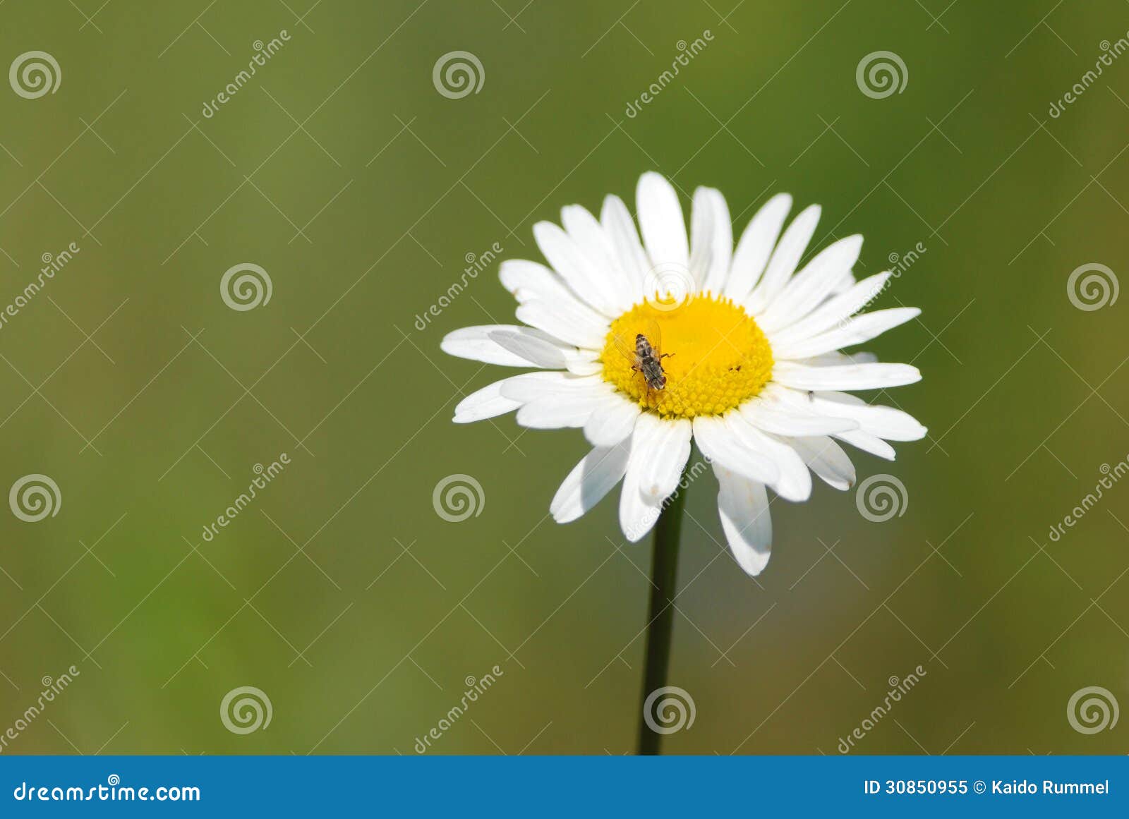 Daisy and a fly stock image. Image of charming, summer - 30850955