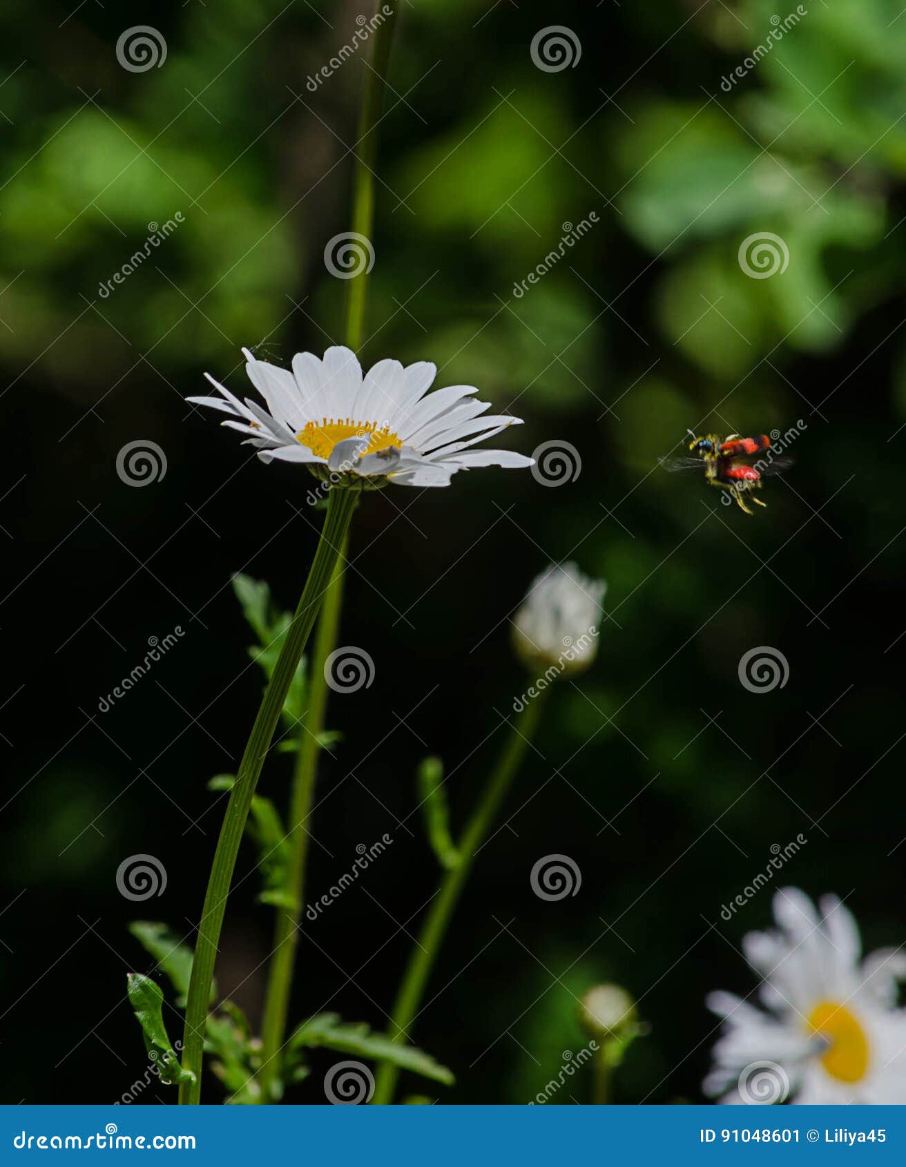 Daisy with flying insect . stock image. Image of flower - 91048601
