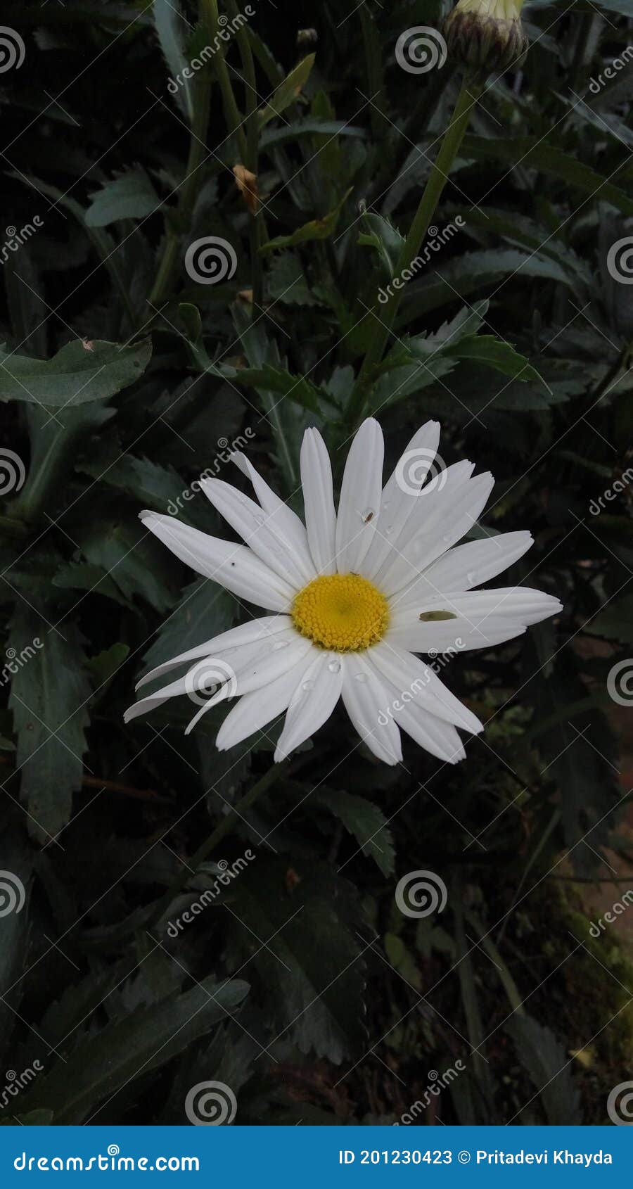 Daisy at the forest stock image. Image of yellow, sunflower - 201230423