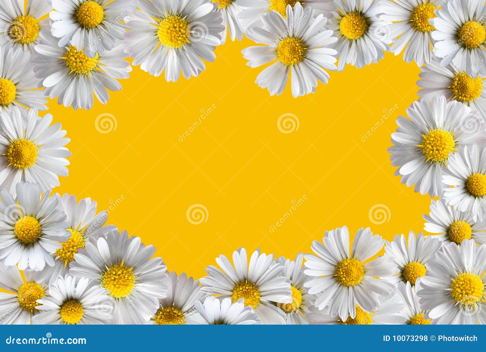 Daisy frame stock photo. Image of petal, mothers, flower - 10073298