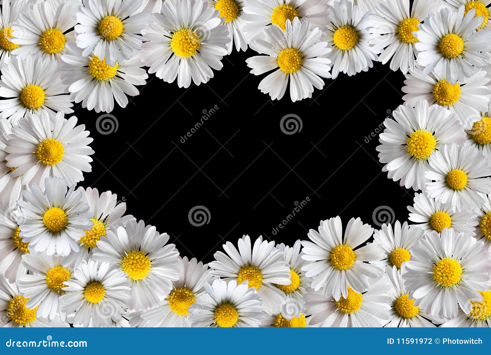 Daisy frame stock photo. Image of romantic, design, natural - 11591972