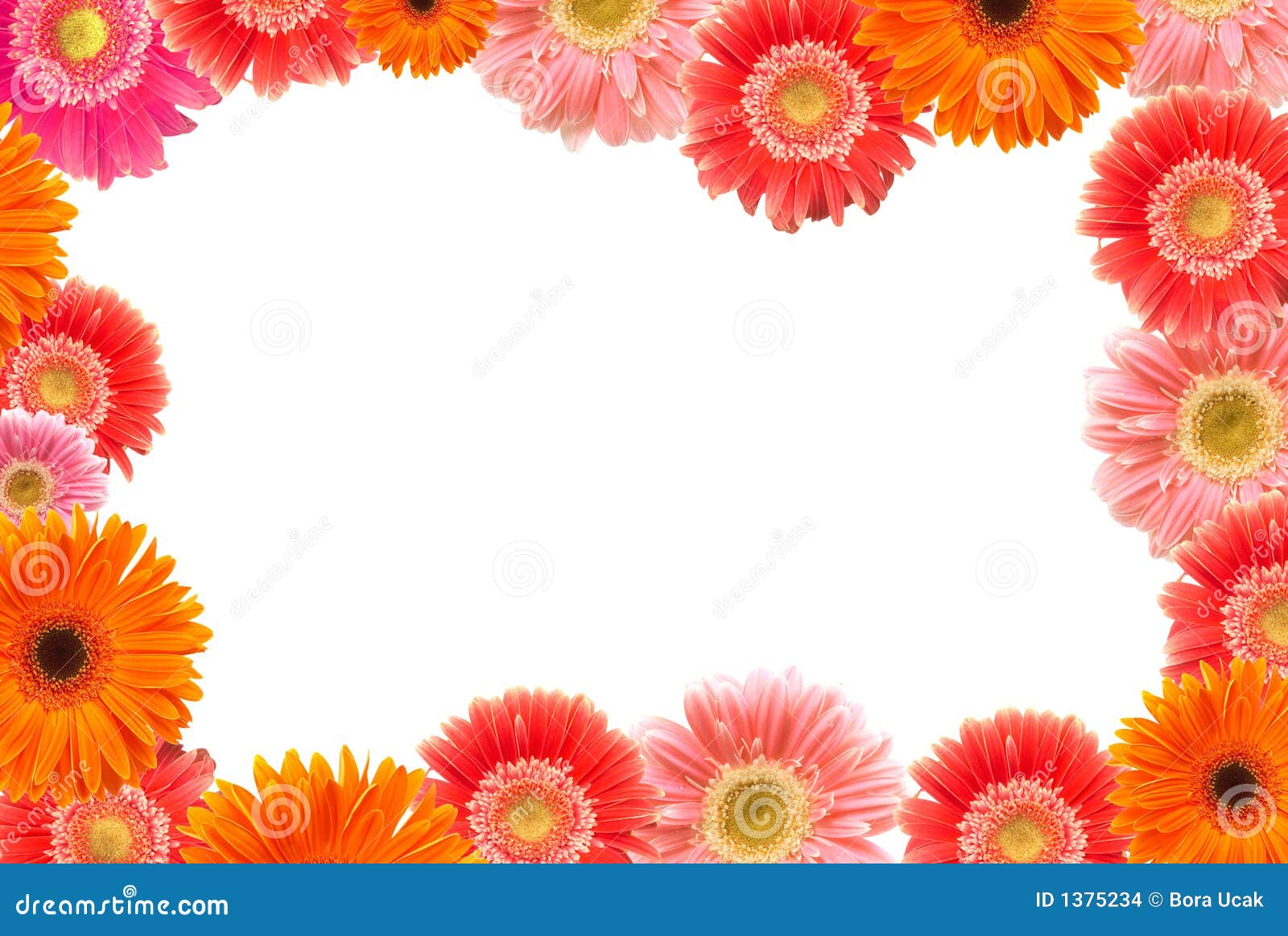 Daisy frame stock photo. Image of bloom, daisies, flowerstem - 1375234