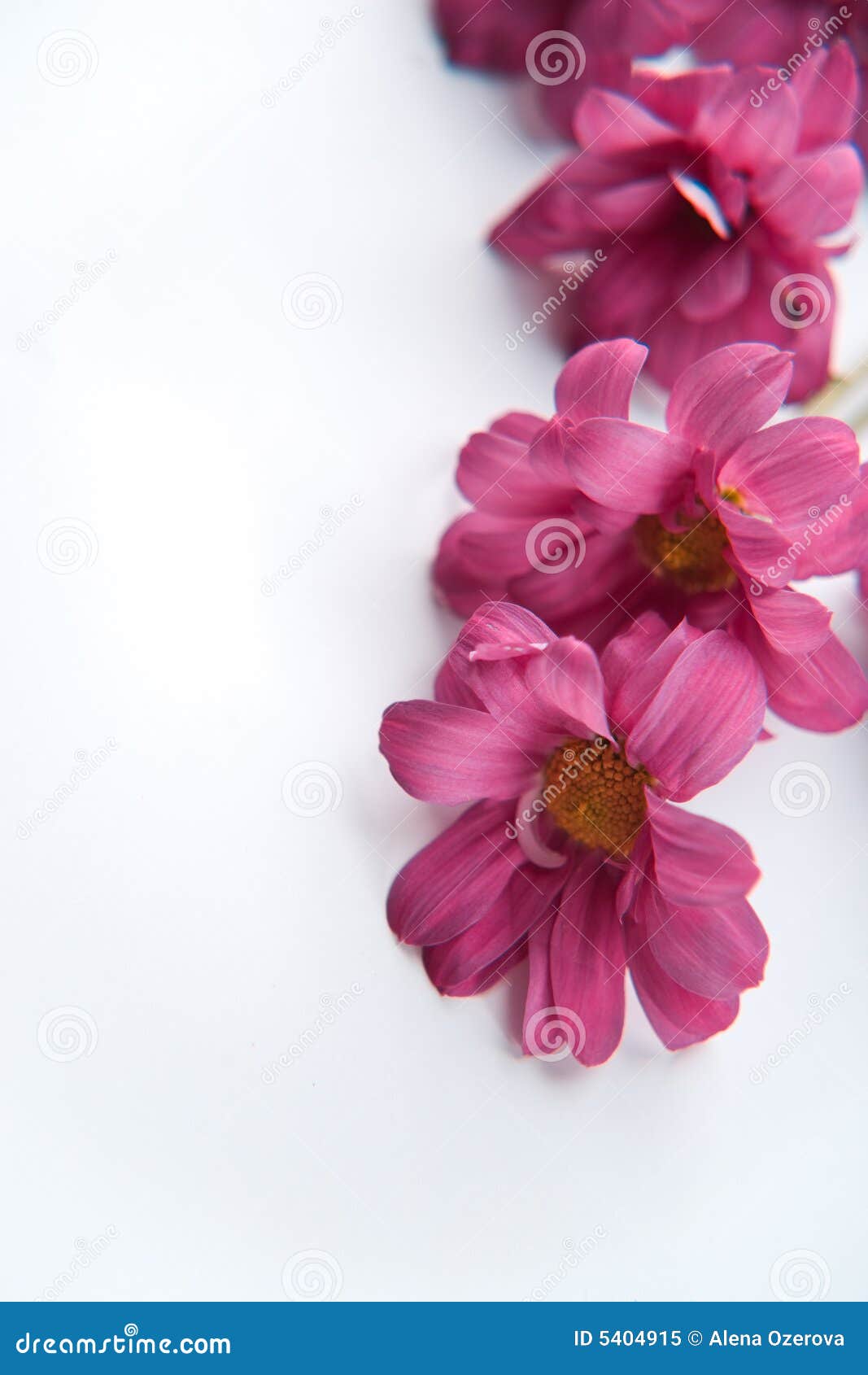 Daisy frame stock image. Image of purple, plant, pattern - 5404915