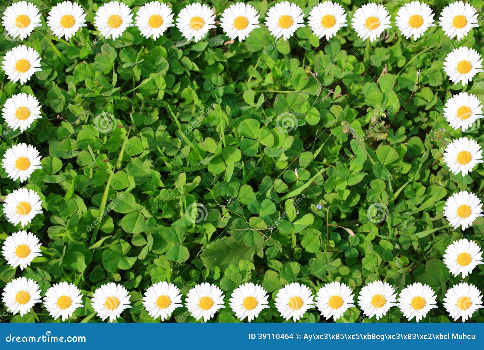 Daisy frame stock photo. Image of isolated, clover, scented - 39110464