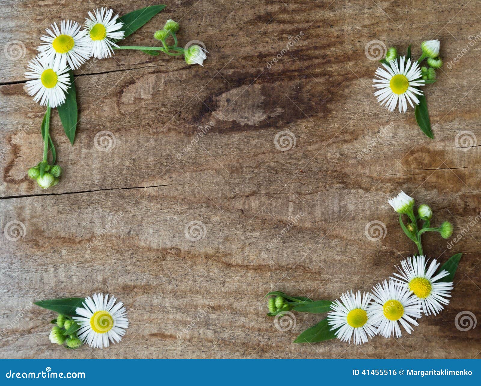 Daisy frame stock photo. Image of board, nature, white - 41455516