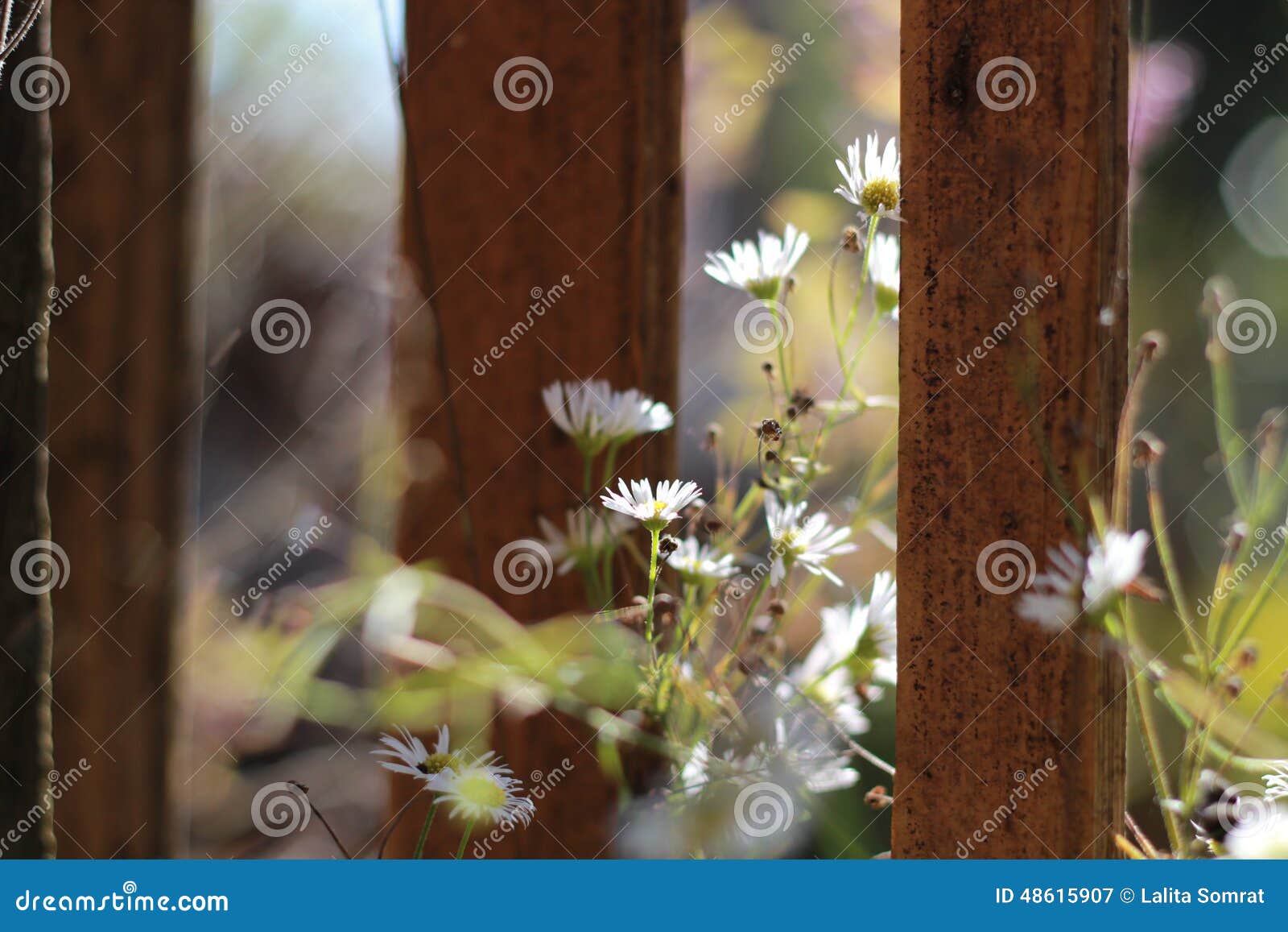 Daisy fresh stock image. Image of white, fresh, daisy - 48615907