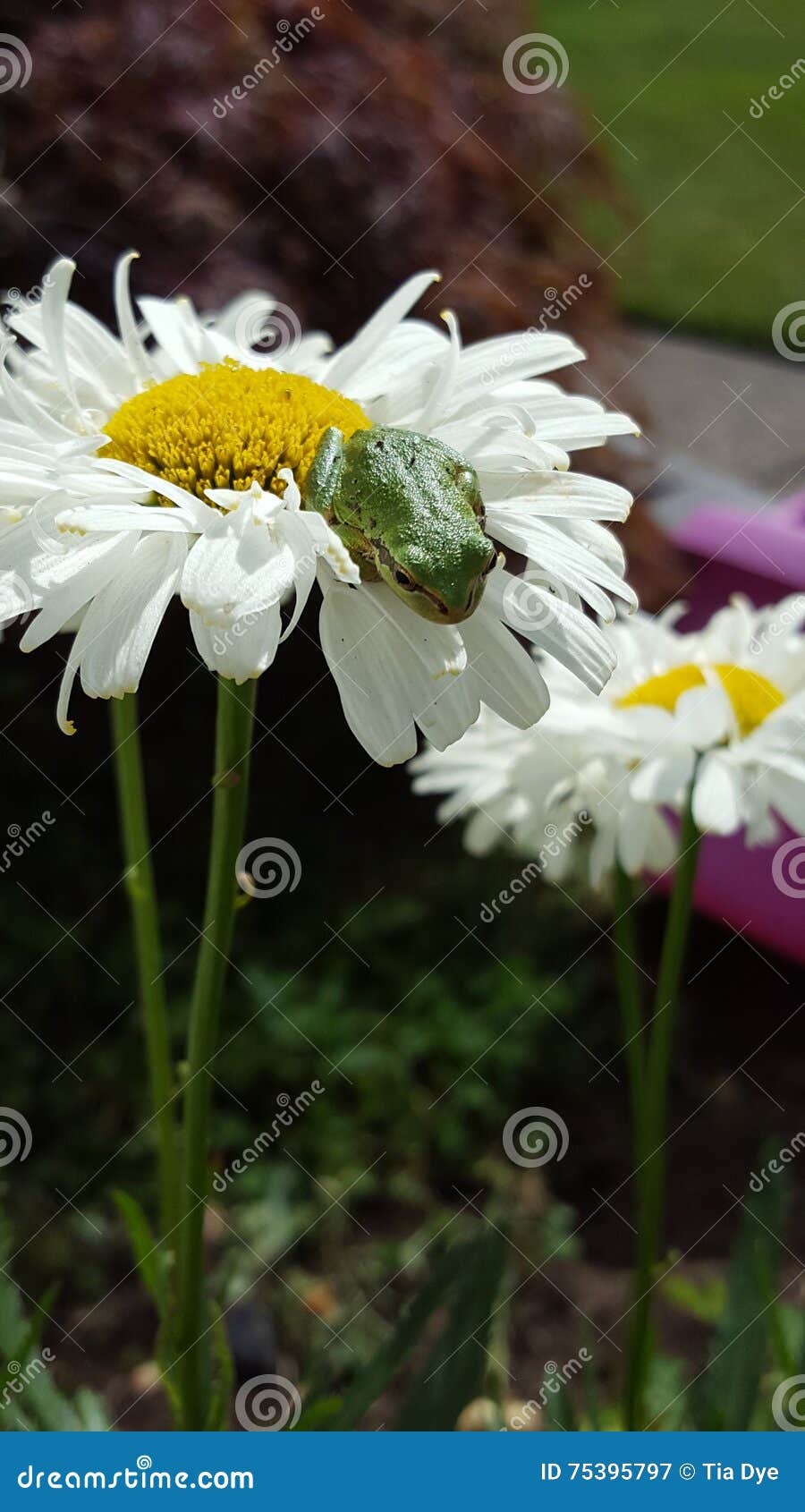 Daisy Frog stock image. Image of daisy, small, garden - 75395797