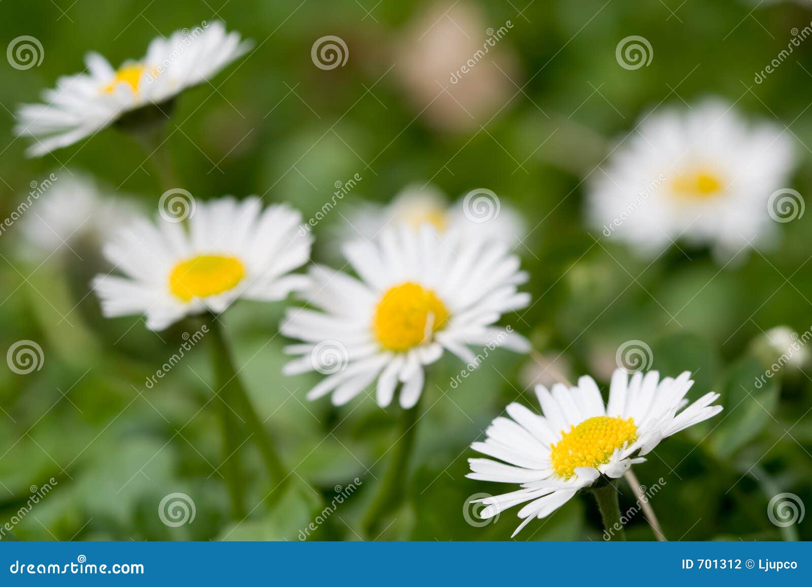 Daisy garden stock photo. Image of gardening, growing, beautiful - 701312