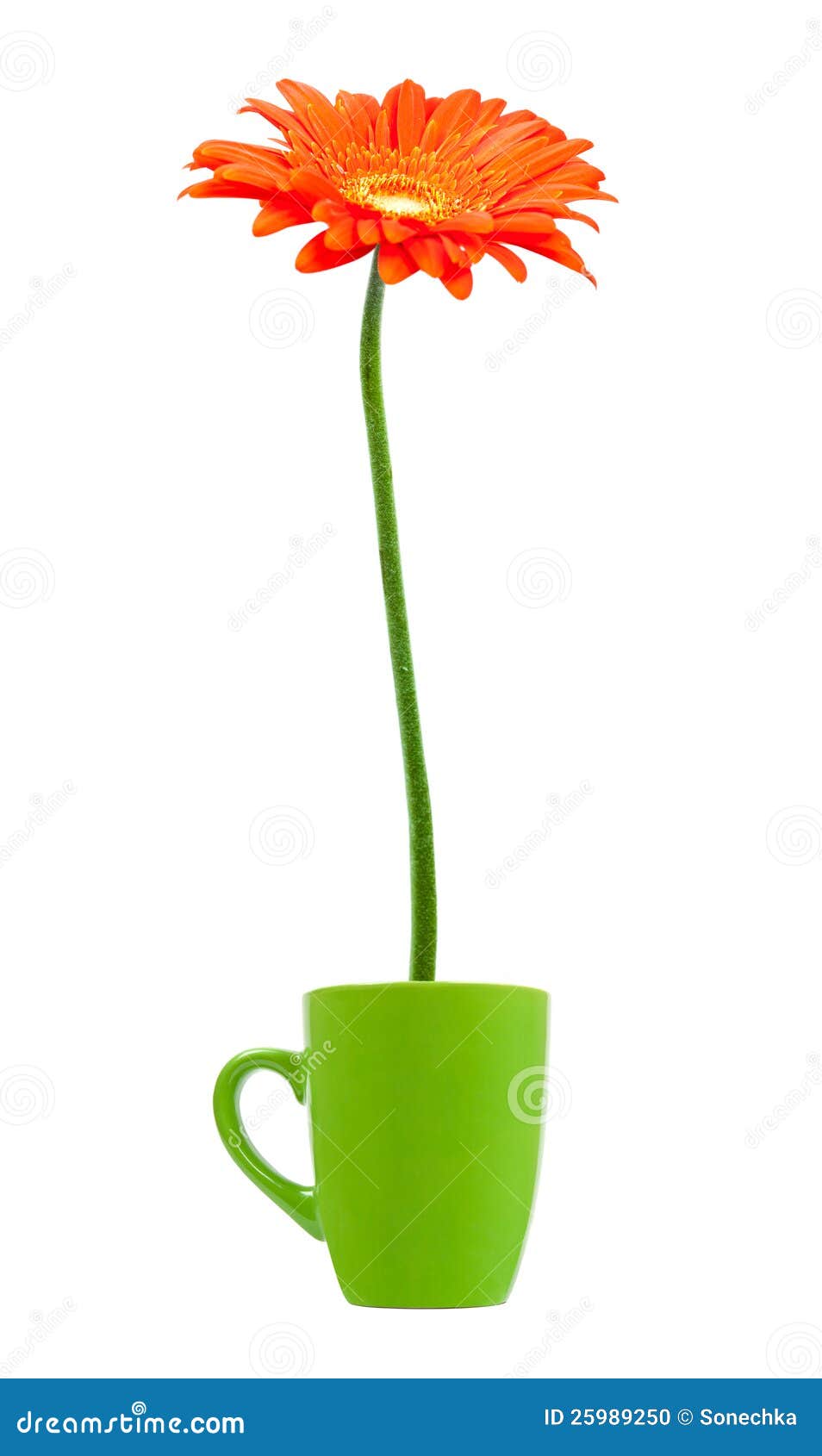 Daisy Gerbera Flowers in a Cup Stock Photo - Image of bloom, gift: 25989250