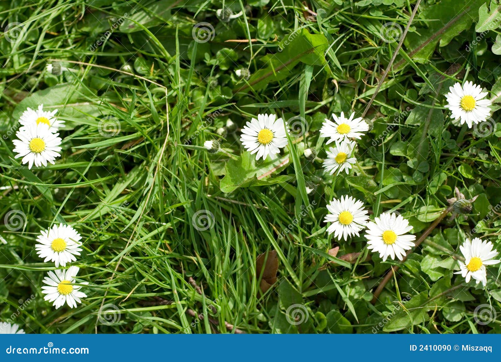 Daisy, gowan, grass, green stock photo. Image of summer - 2410090
