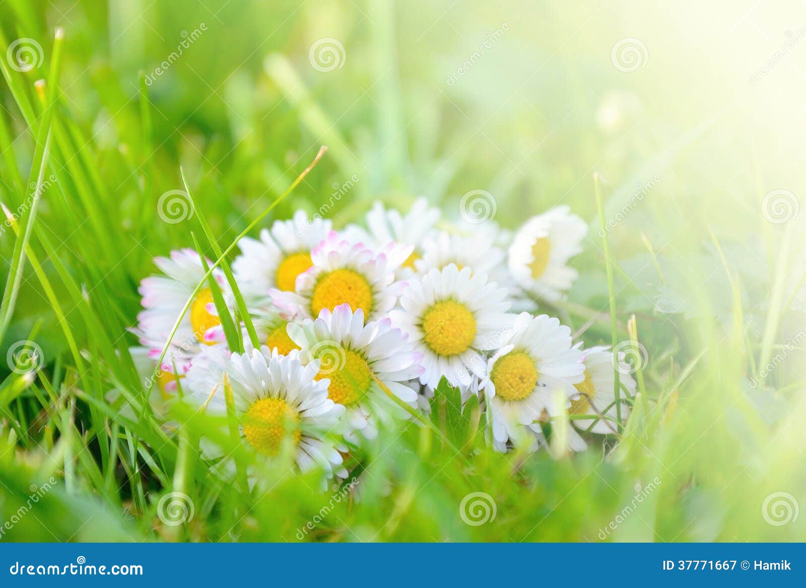 Daisy in grass stock image. Image of sunlight, green - 37771667
