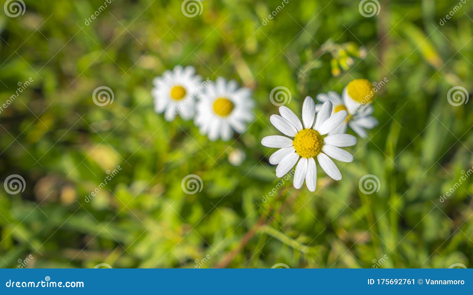 Daisy in the grass stock image. Image of grass, bloom - 175692761