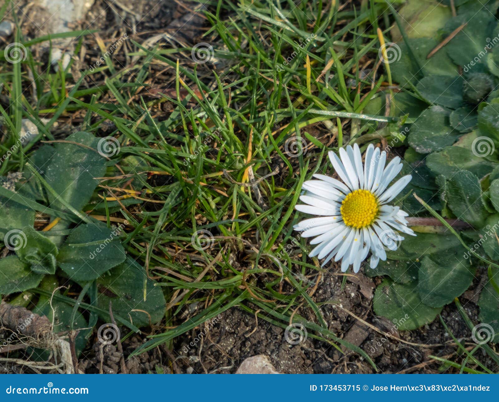 Daisy on the grass stock image. Image of health, outdoors - 173453715